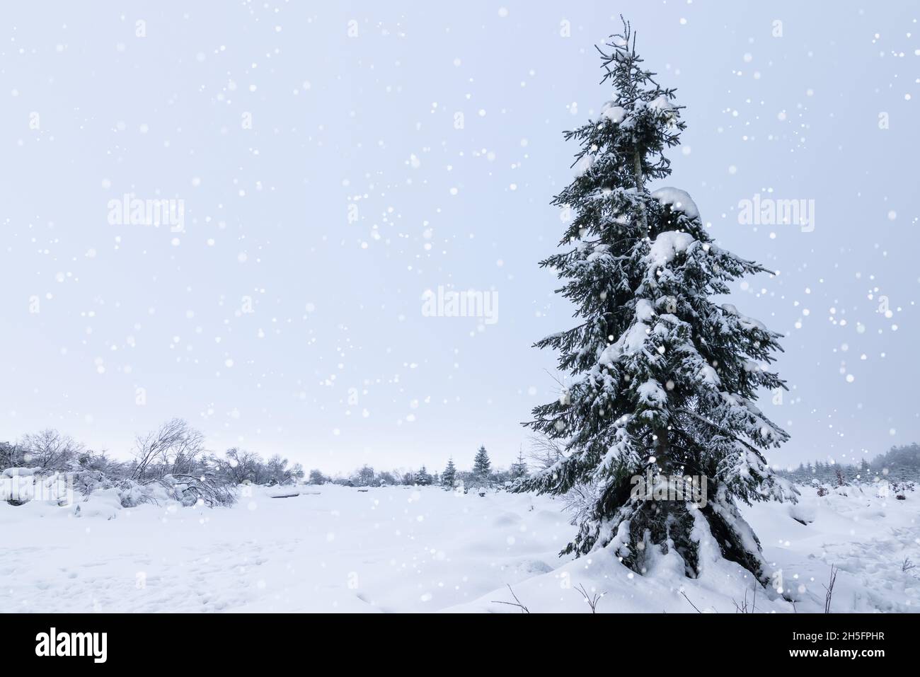 Christmas snow landscape tree hi-res stock photography and images - Alamy