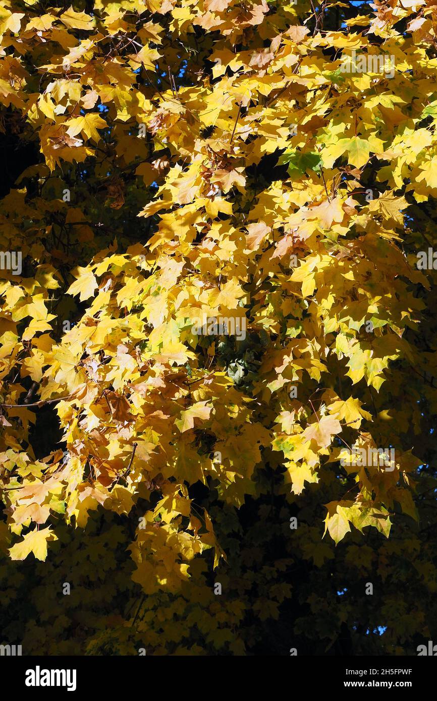 Maple, Ahorne, Acer sp., juhar, Budapest, Hungary, Magyarország, Europe ...