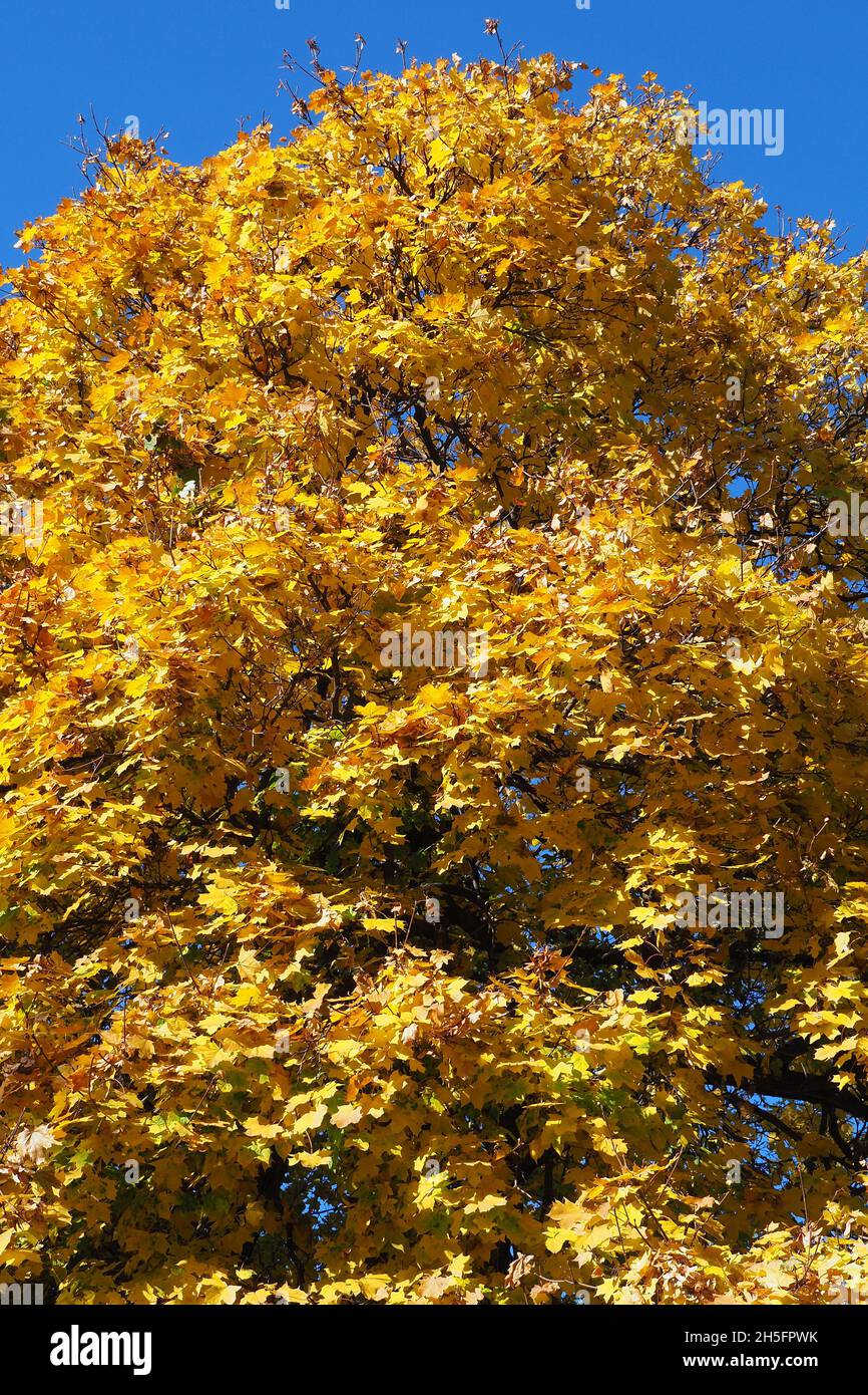 Maple, Ahorne, Acer sp., juhar, Budapest, Hungary, Magyarország, Europe ...