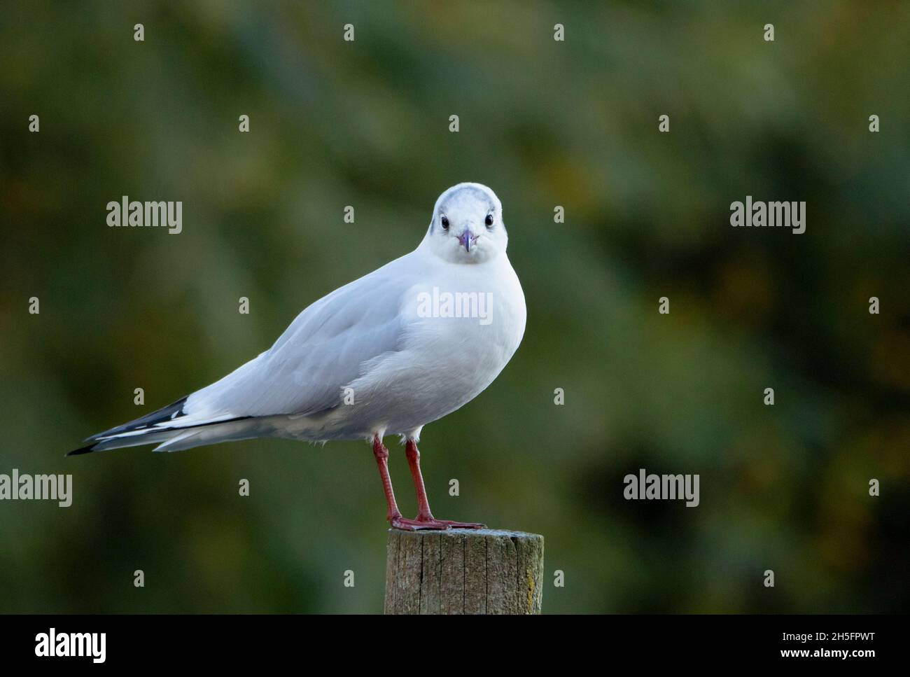 White tail with black tips hi-res stock photography and images - Alamy