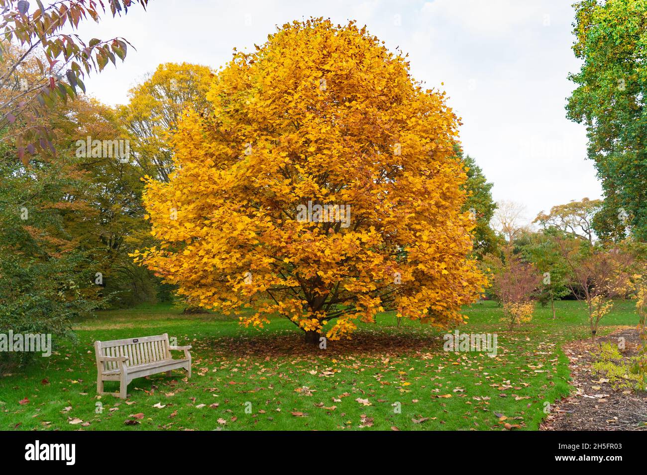 London, UK. Tuesday, November 9th, 2021. Autumn scenes in Kew Gardens ...