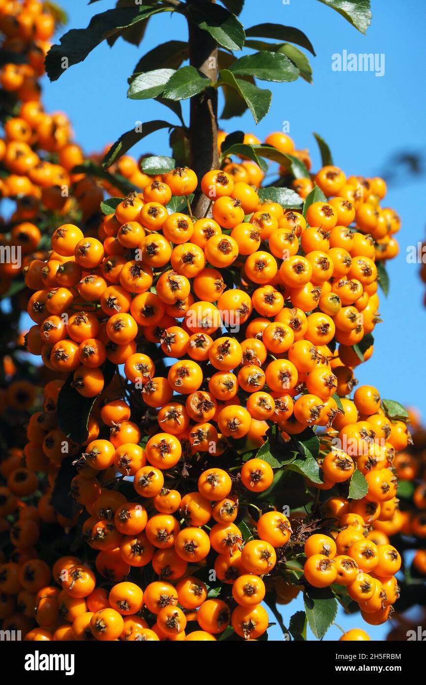 scarlet firethorn, red firethorn, Mittelmeer-Feuerdorn, Europäischer ...