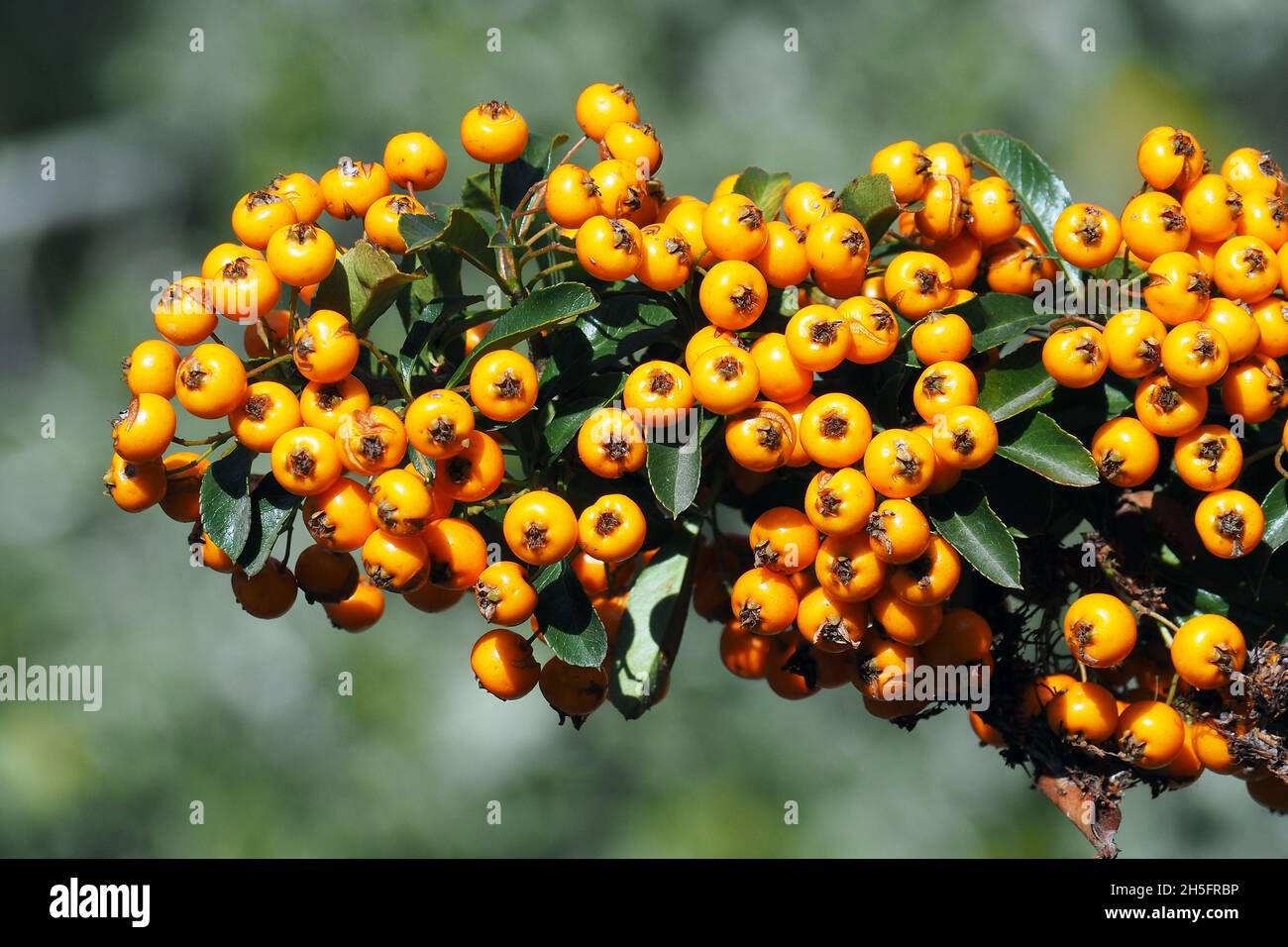 scarlet firethorn, red firethorn, Mittelmeer-Feuerdorn, Europäischer ...