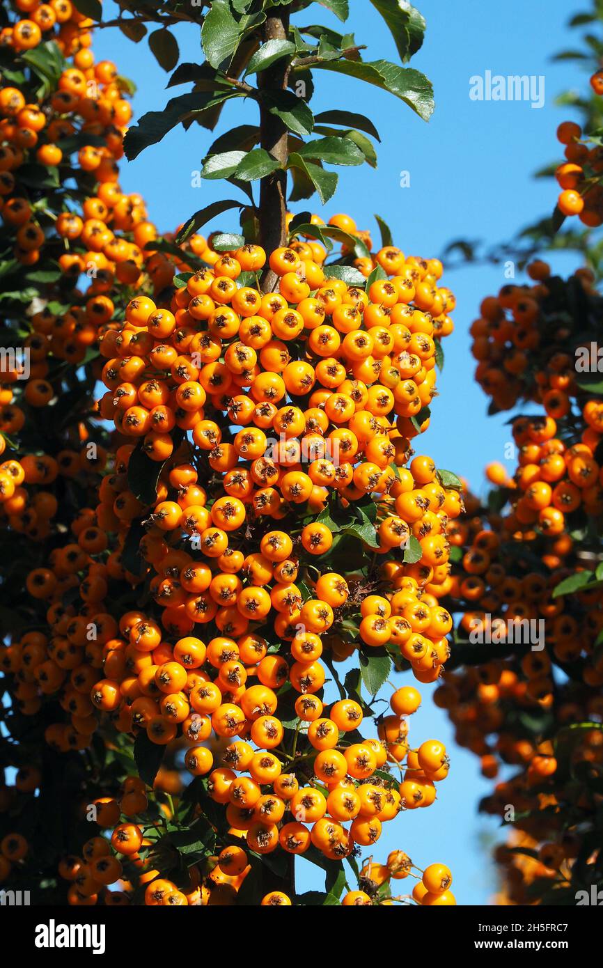 scarlet firethorn, red firethorn, Mittelmeer-Feuerdorn, Europäischer ...