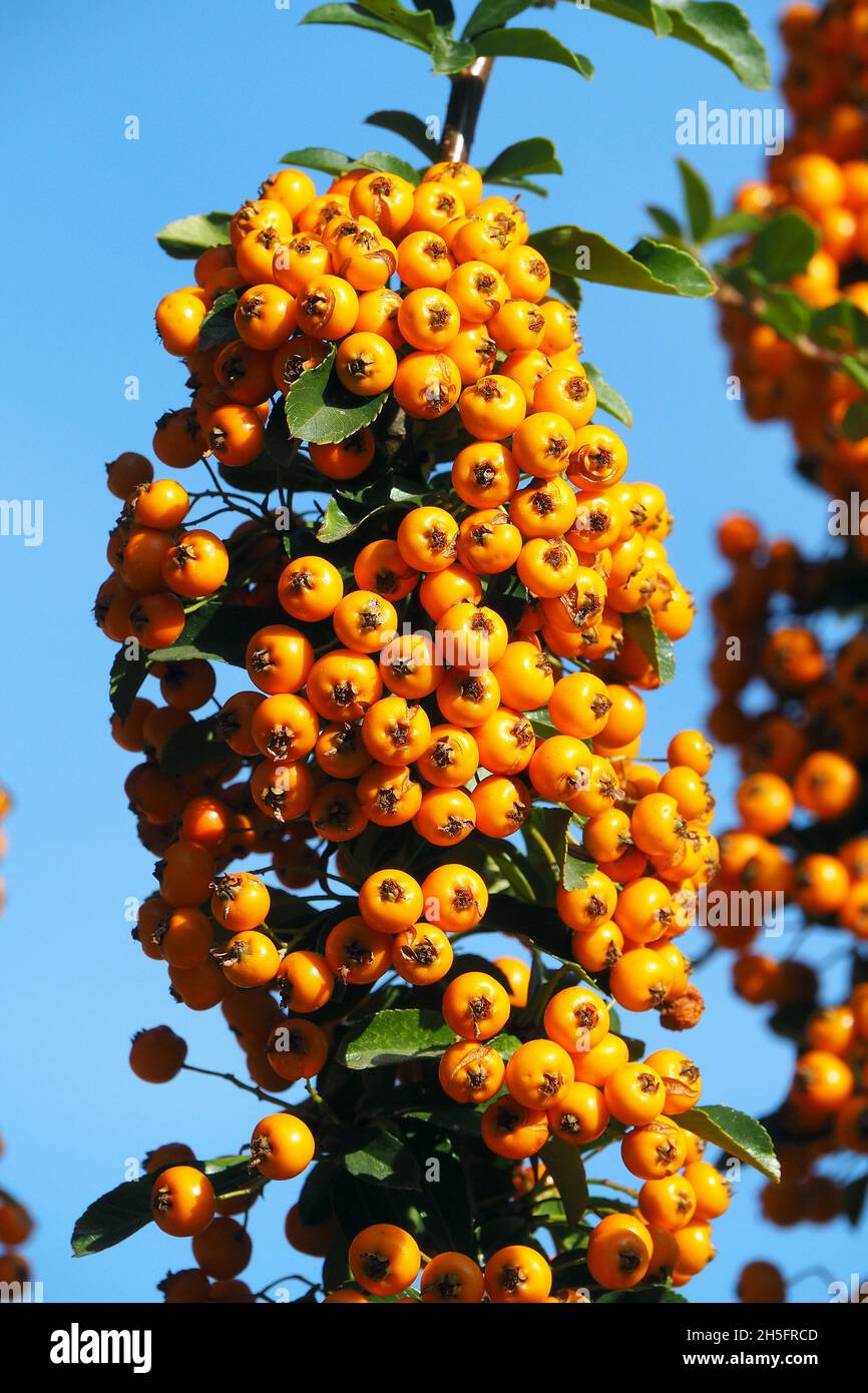 scarlet firethorn, red firethorn, Mittelmeer-Feuerdorn, Europäischer ...