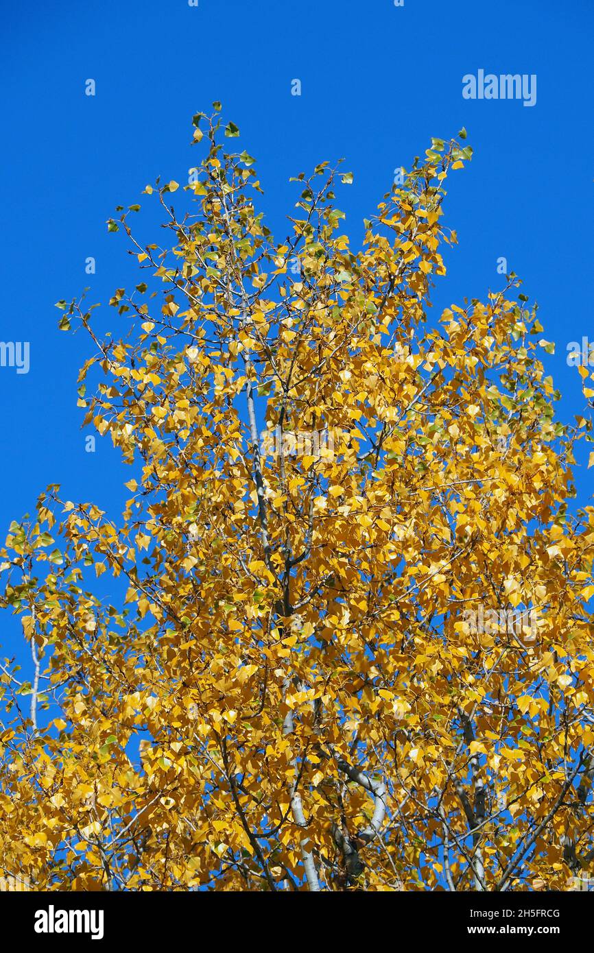 poplar, aspen, and cottonwood, Pappeln, Populus sp., nyárfa, Budapest ...
