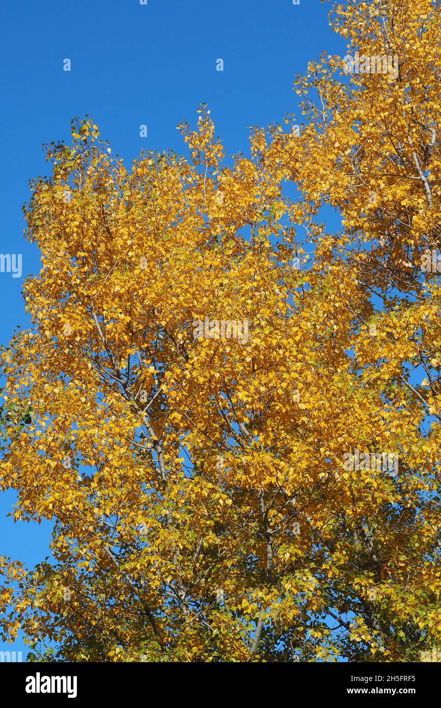 Pappeln populus sp hi-res stock photography and images - Alamy