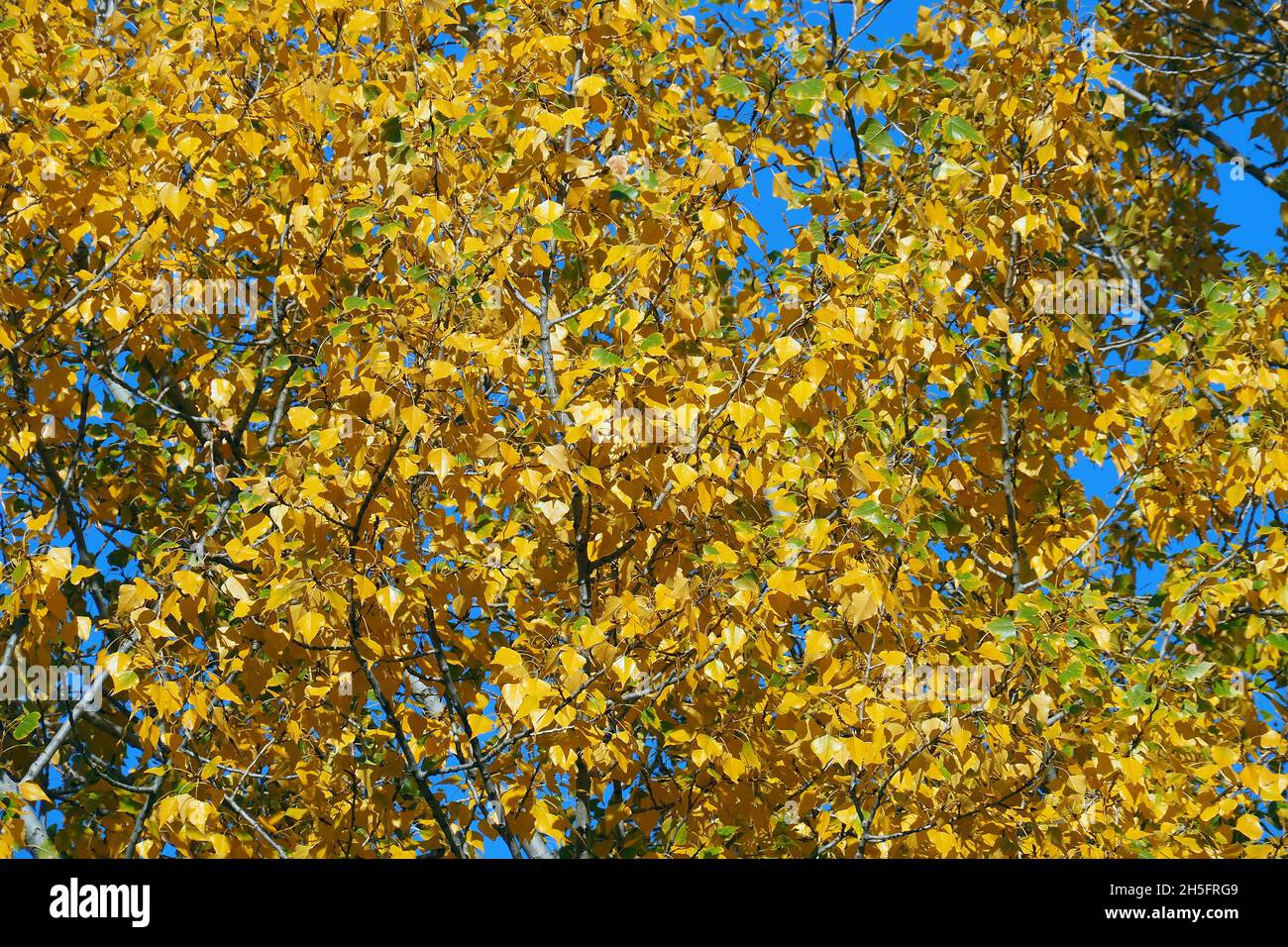 Pappeln populus sp hi-res stock photography and images - Alamy