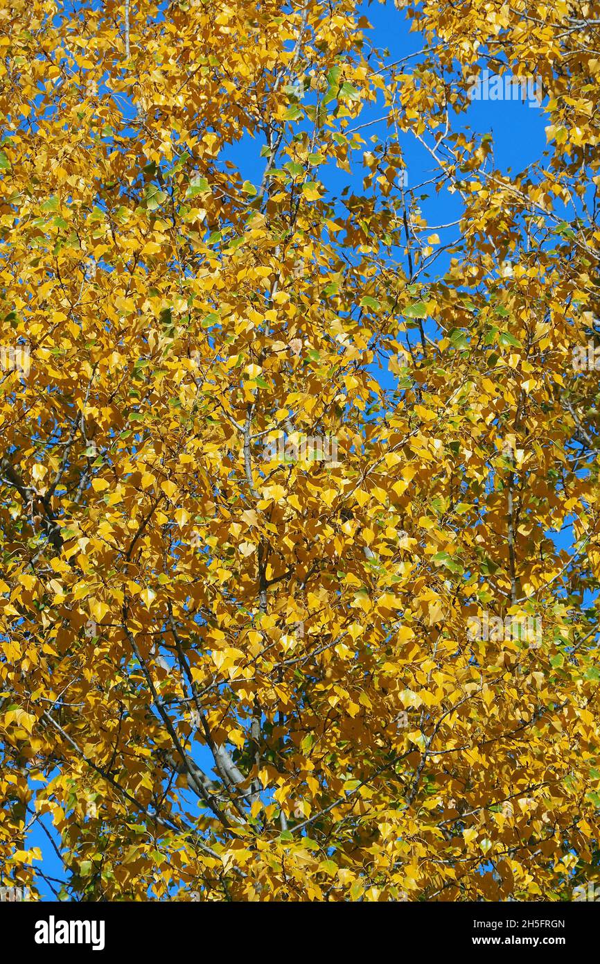 Pappeln populus sp hi-res stock photography and images - Alamy