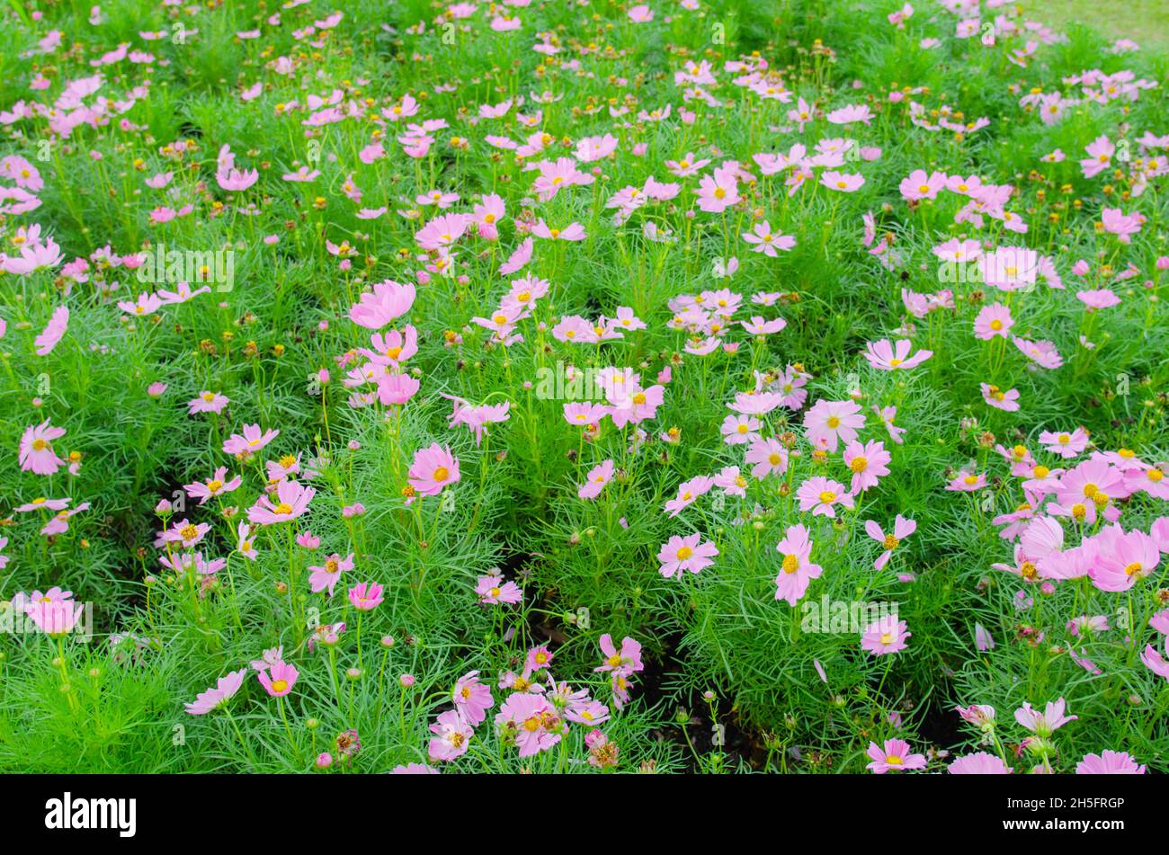 Cosmos flowers in the garden beautiful Stock Photo - Alamy