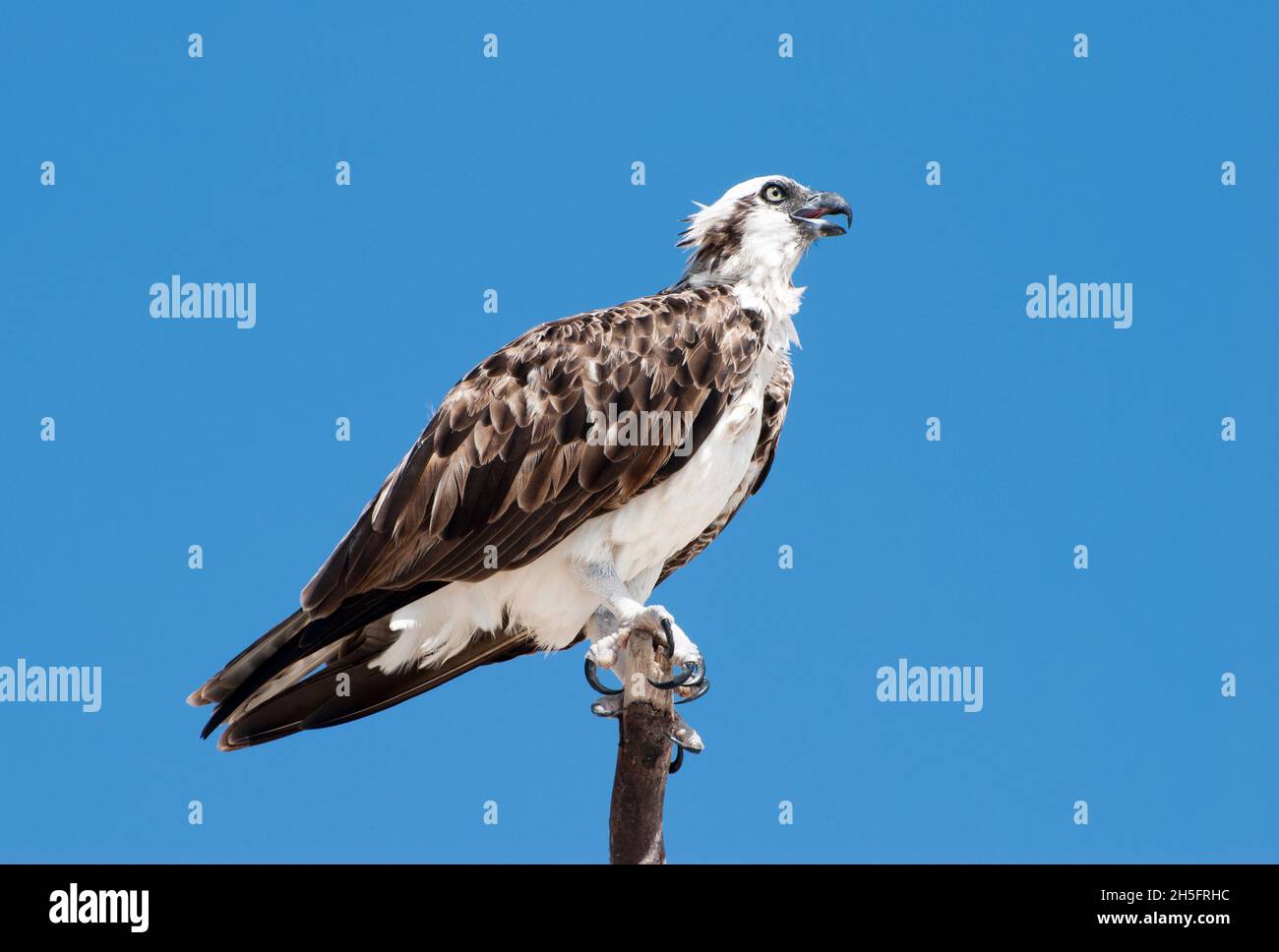 The profile of a bird of prey sitting on a wooden pole on Grand Turk ...