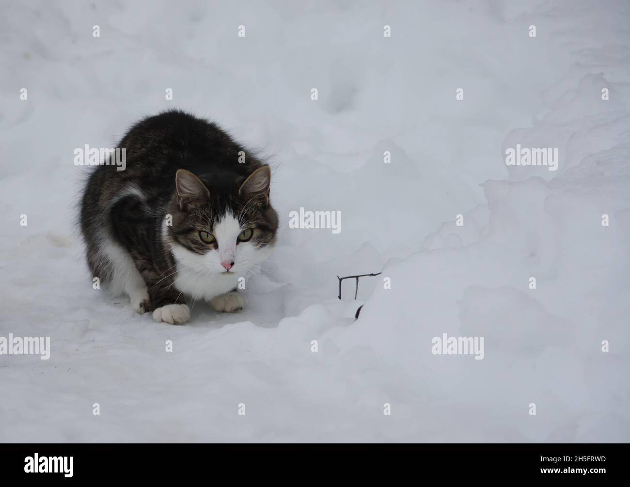 Black and white cat caught a shrew Stock Photo - Alamy