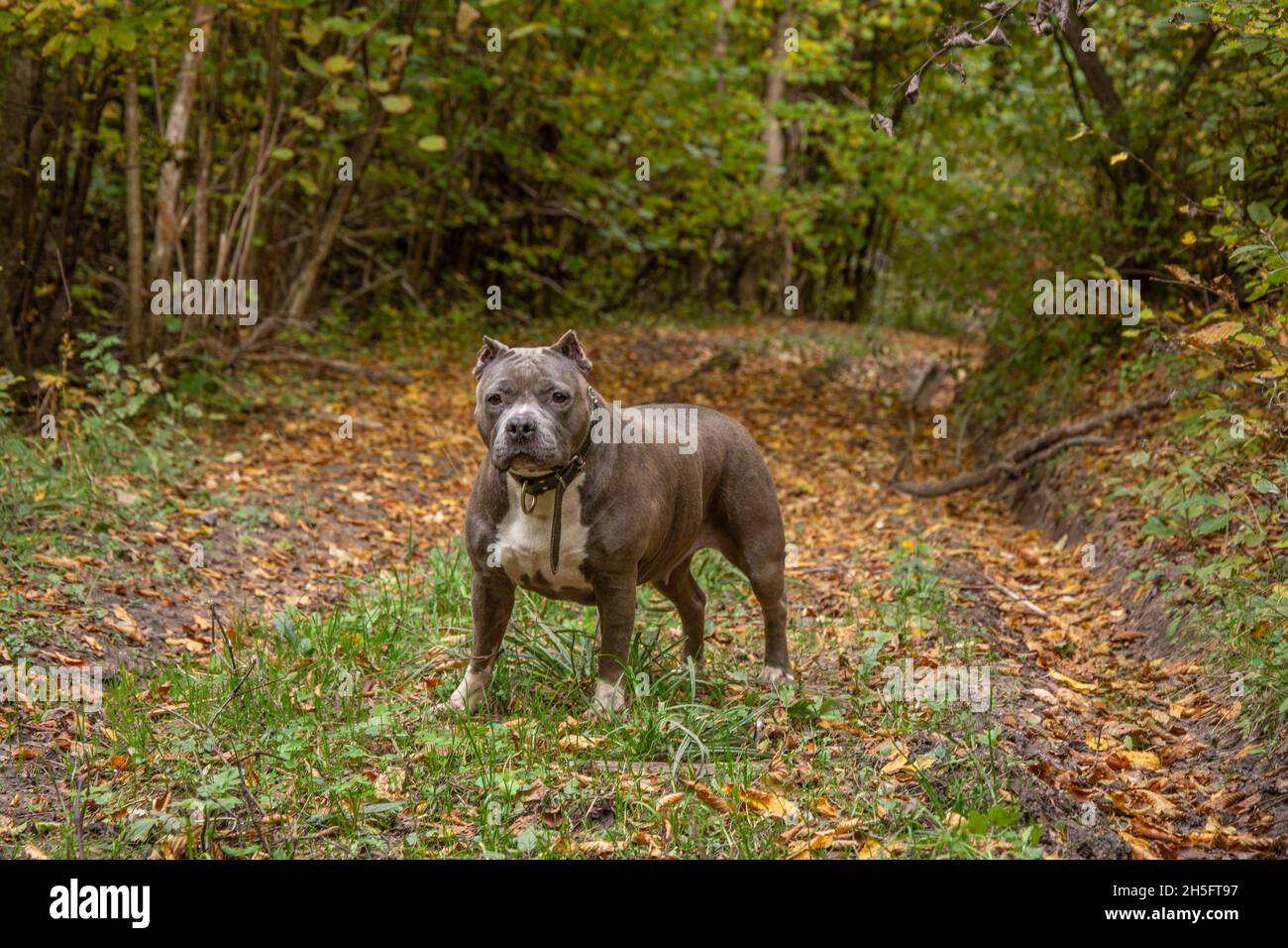 Amstaff head hi-res stock photography and images - Alamy