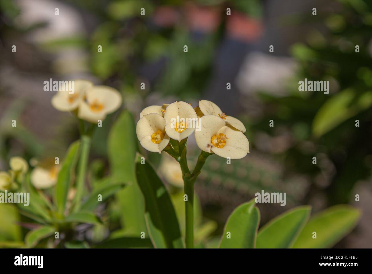 christ wreath flower bouquet Stock Photo - Alamy