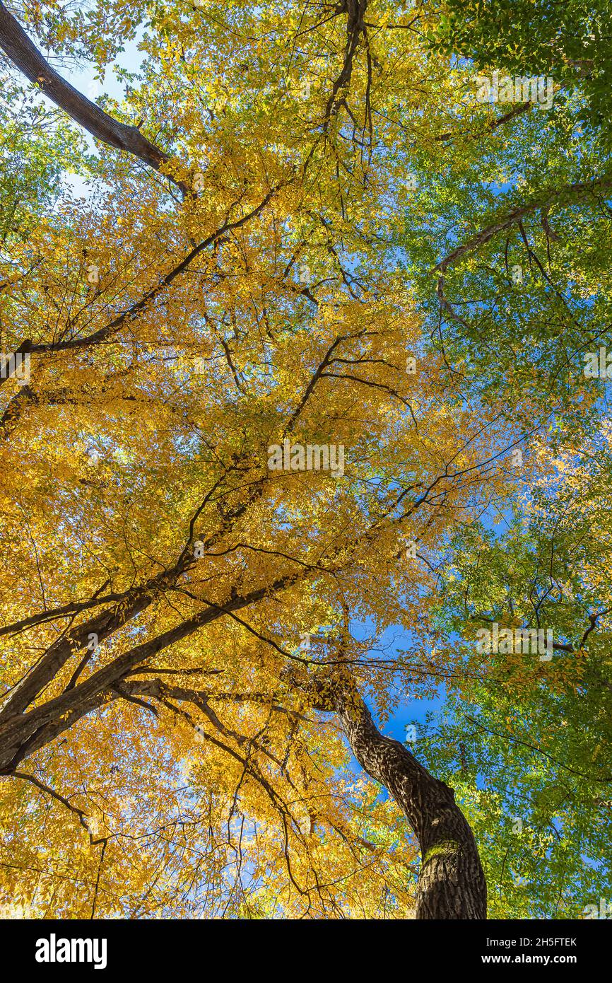 Bright yellow tree crowns hi-res stock photography and images - Alamy