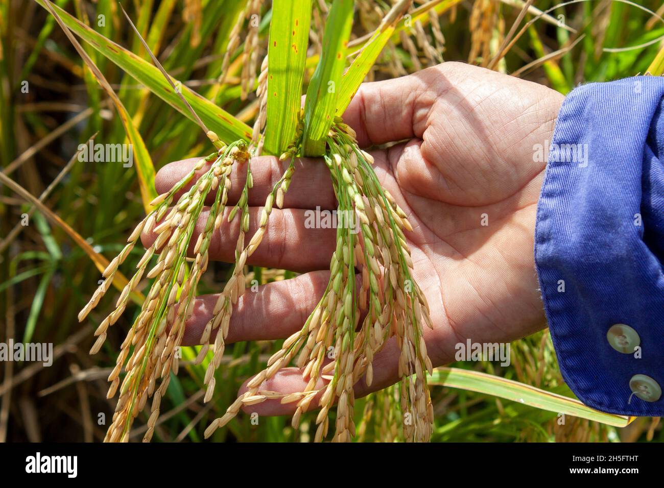 Rice plant taxonomy hi-res stock photography and images - Alamy
