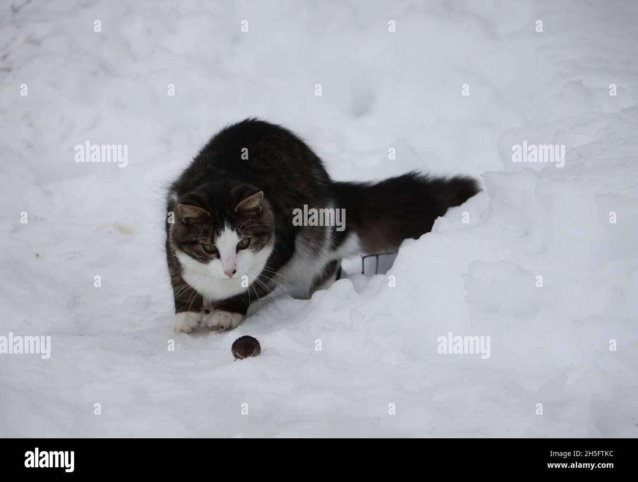 Black and white cat caught a shrew Stock Photo - Alamy
