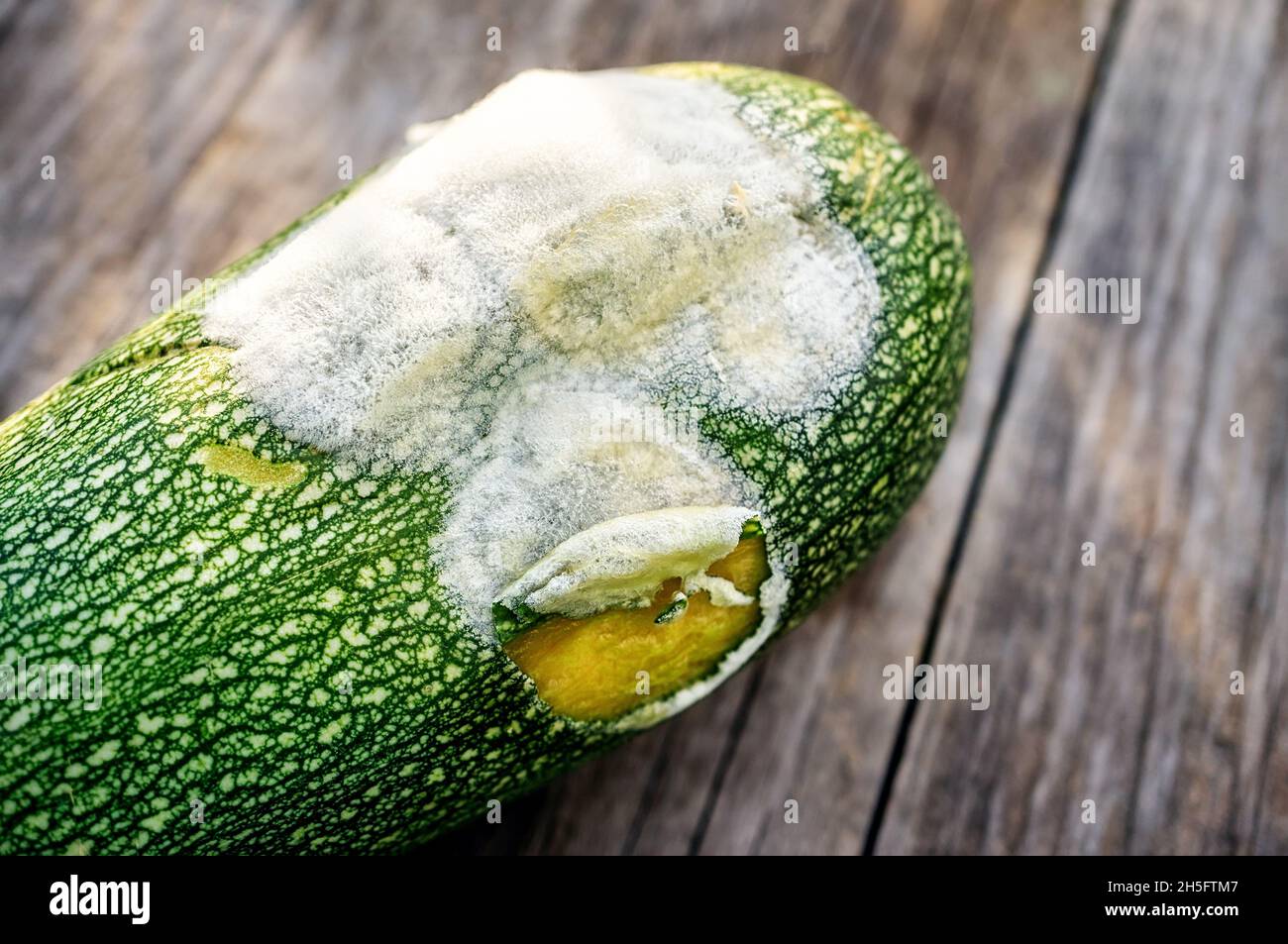 Spoiled zucchini on a wooden background. Rotten squash. Improper ...