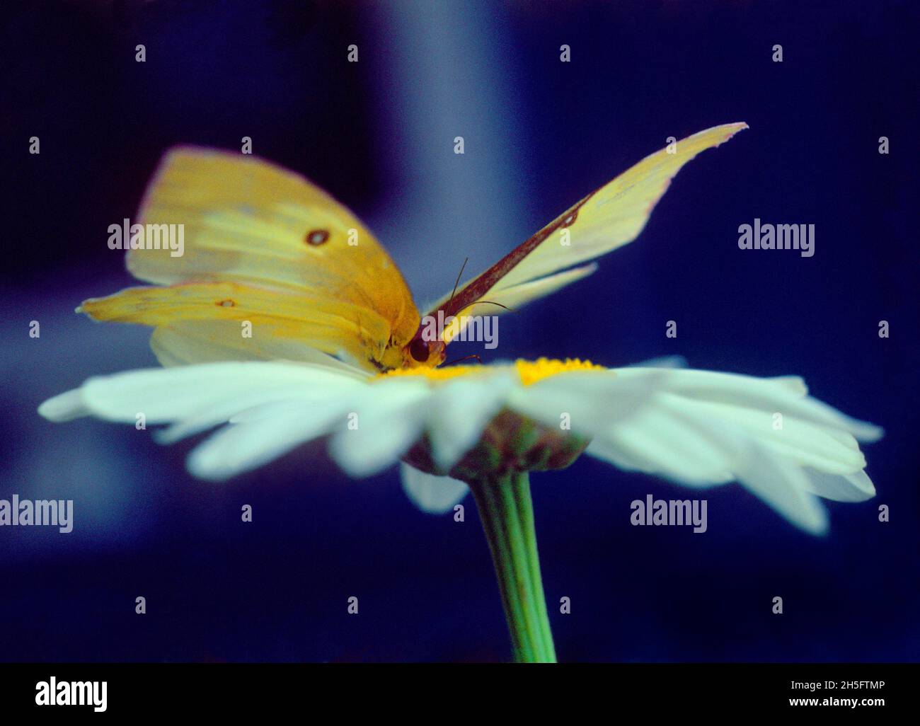 Clouded butterflies hi-res stock photography and images - Alamy