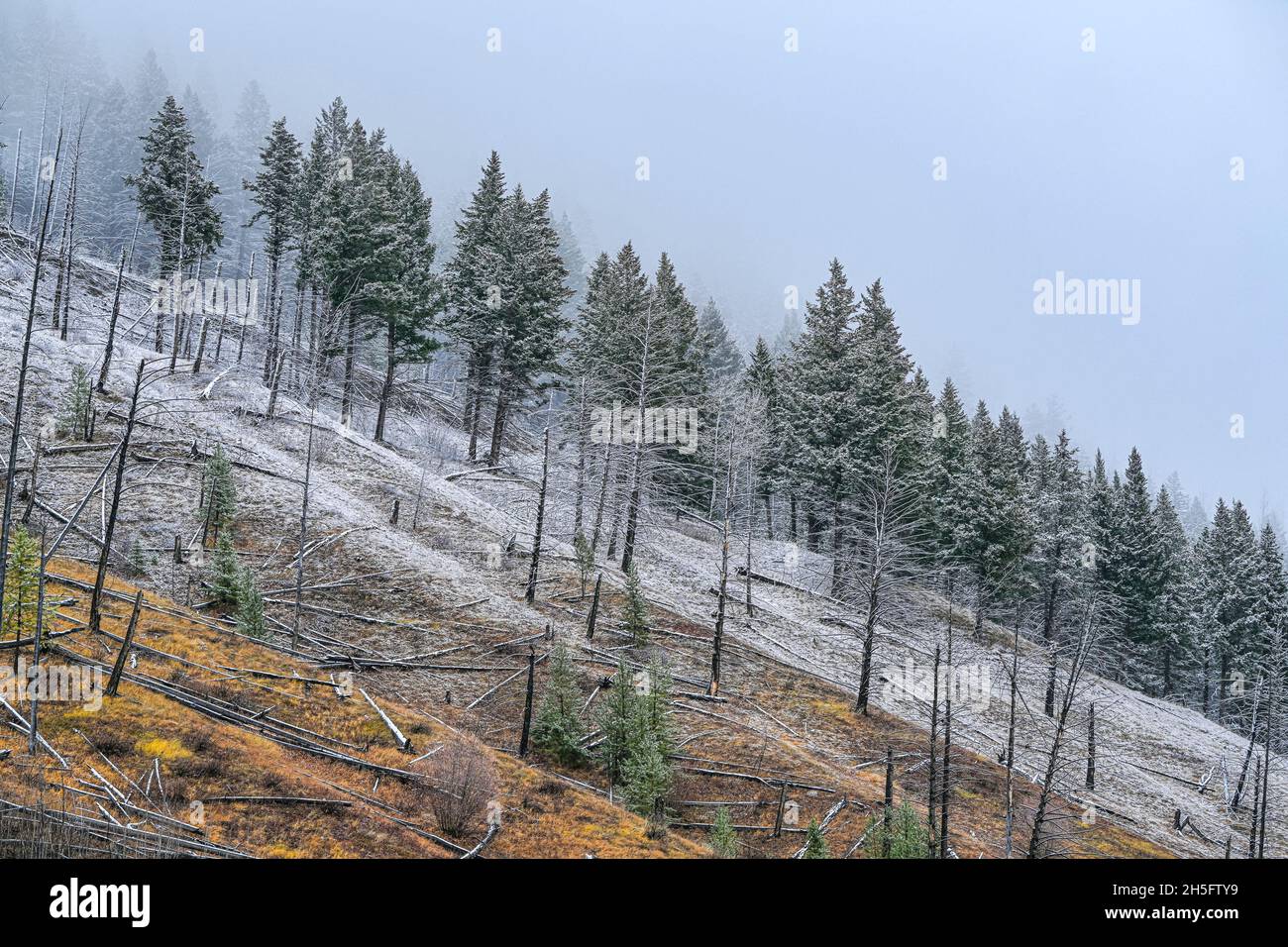 Hillside with fire burned fallen trees and snow, Banff National Park ...