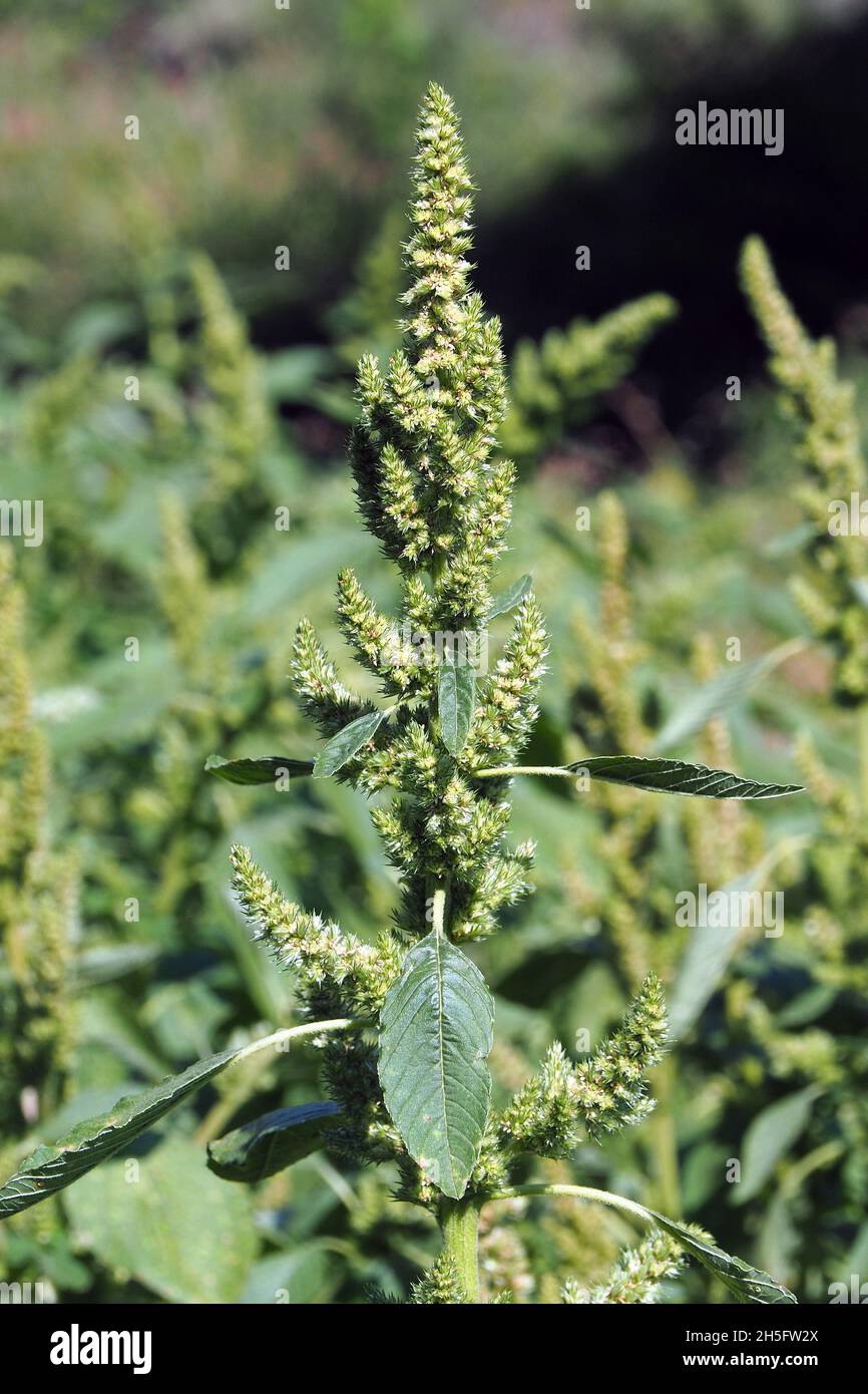 red-root amaranth, redroot pigweed, red-rooted pigweed, common amaranth ...