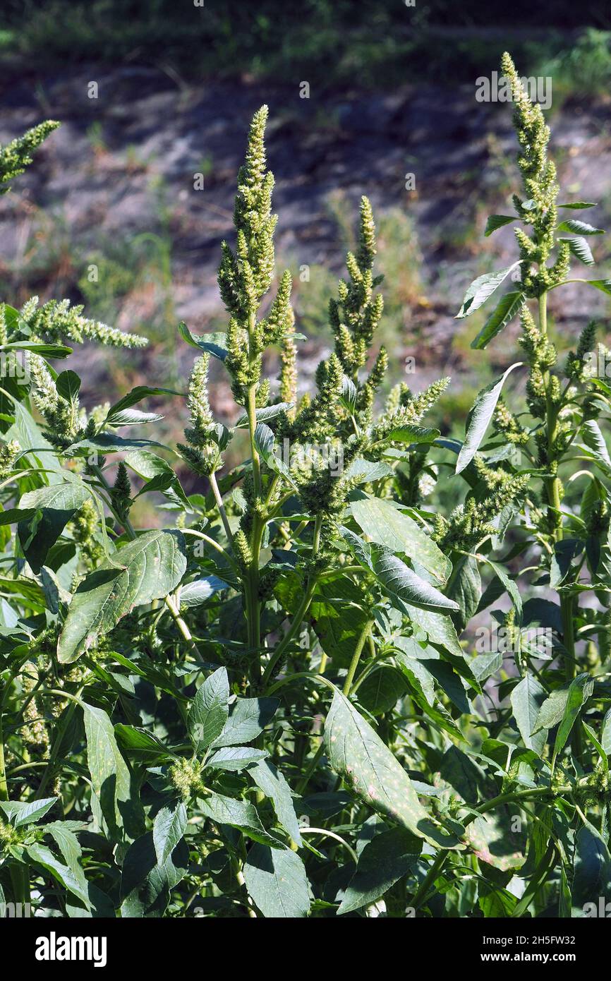 red-root amaranth, redroot pigweed, red-rooted pigweed, common amaranth ...
