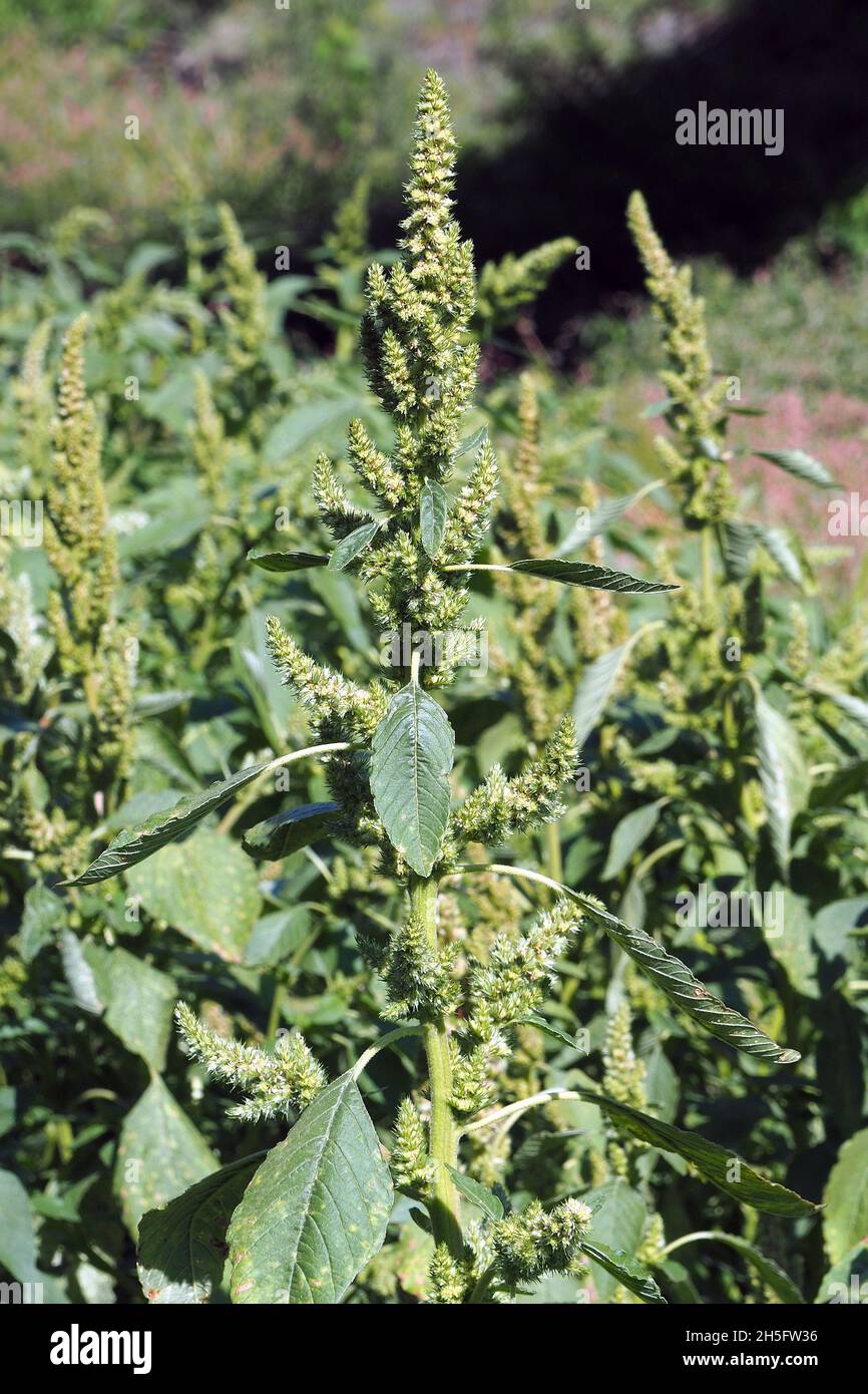 red-root amaranth, redroot pigweed, red-rooted pigweed, common amaranth ...