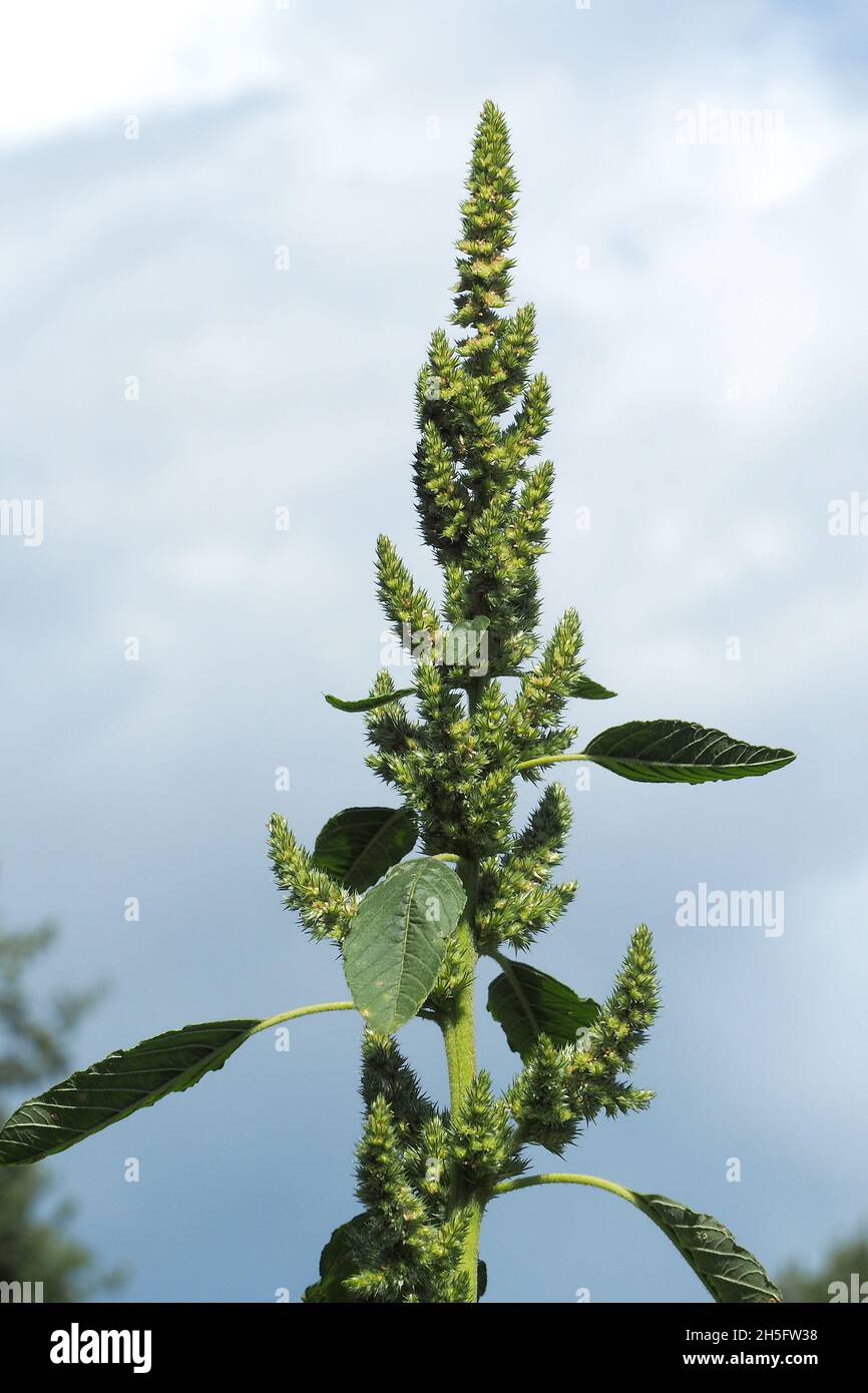 red-root amaranth, redroot pigweed, red-rooted pigweed, common amaranth ...
