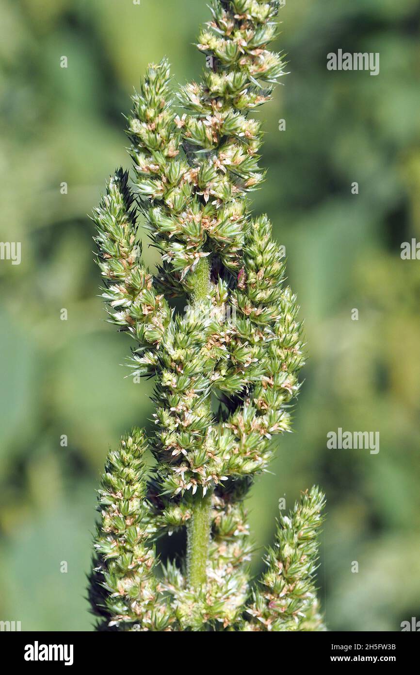 red-root amaranth, redroot pigweed, red-rooted pigweed, common amaranth ...