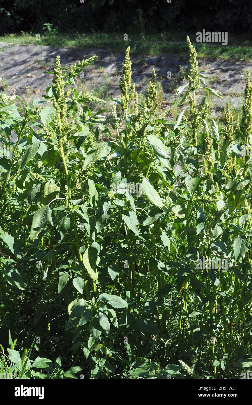 red-root amaranth, redroot pigweed, red-rooted pigweed, common amaranth ...