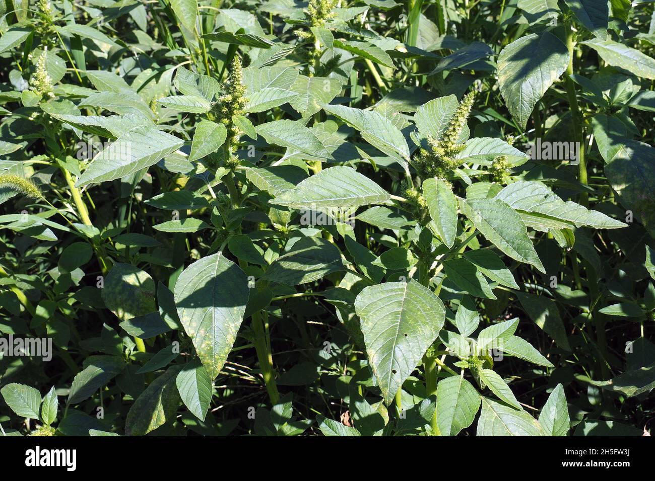 red-root amaranth, redroot pigweed, red-rooted pigweed, common amaranth ...