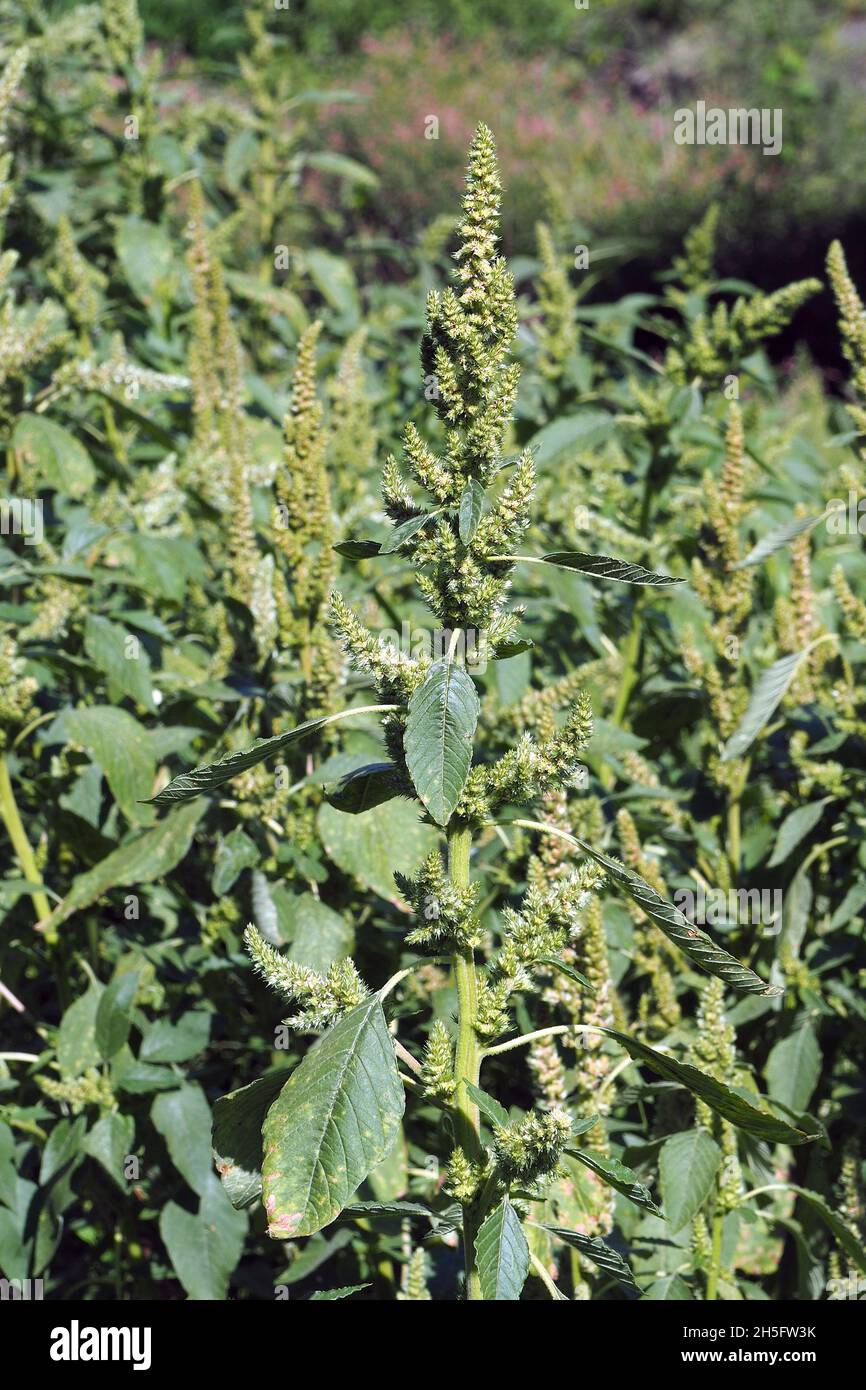 Pigweed Amaranth