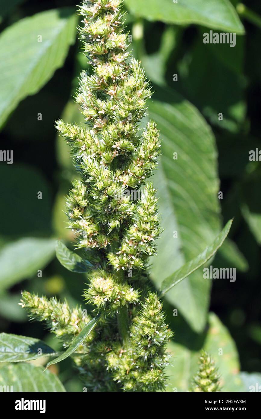 red-root amaranth, redroot pigweed, red-rooted pigweed, common amaranth ...