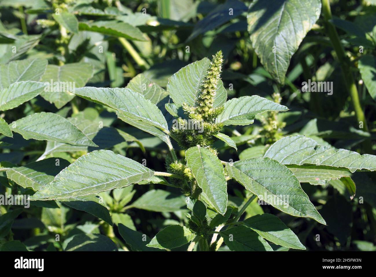 red-root amaranth, redroot pigweed, red-rooted pigweed, common amaranth ...