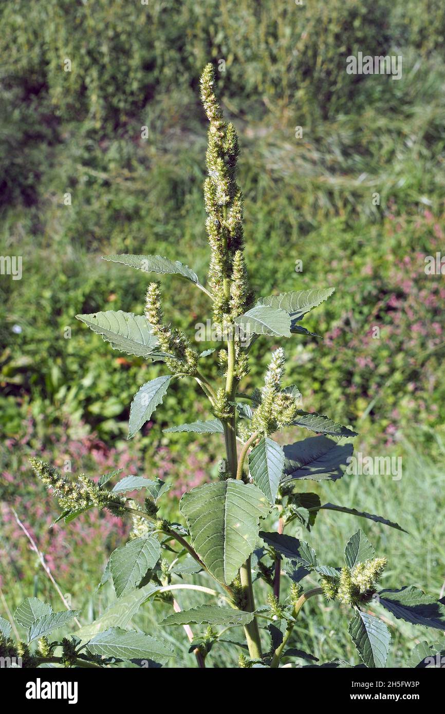 red-root amaranth, redroot pigweed, red-rooted pigweed, common amaranth ...