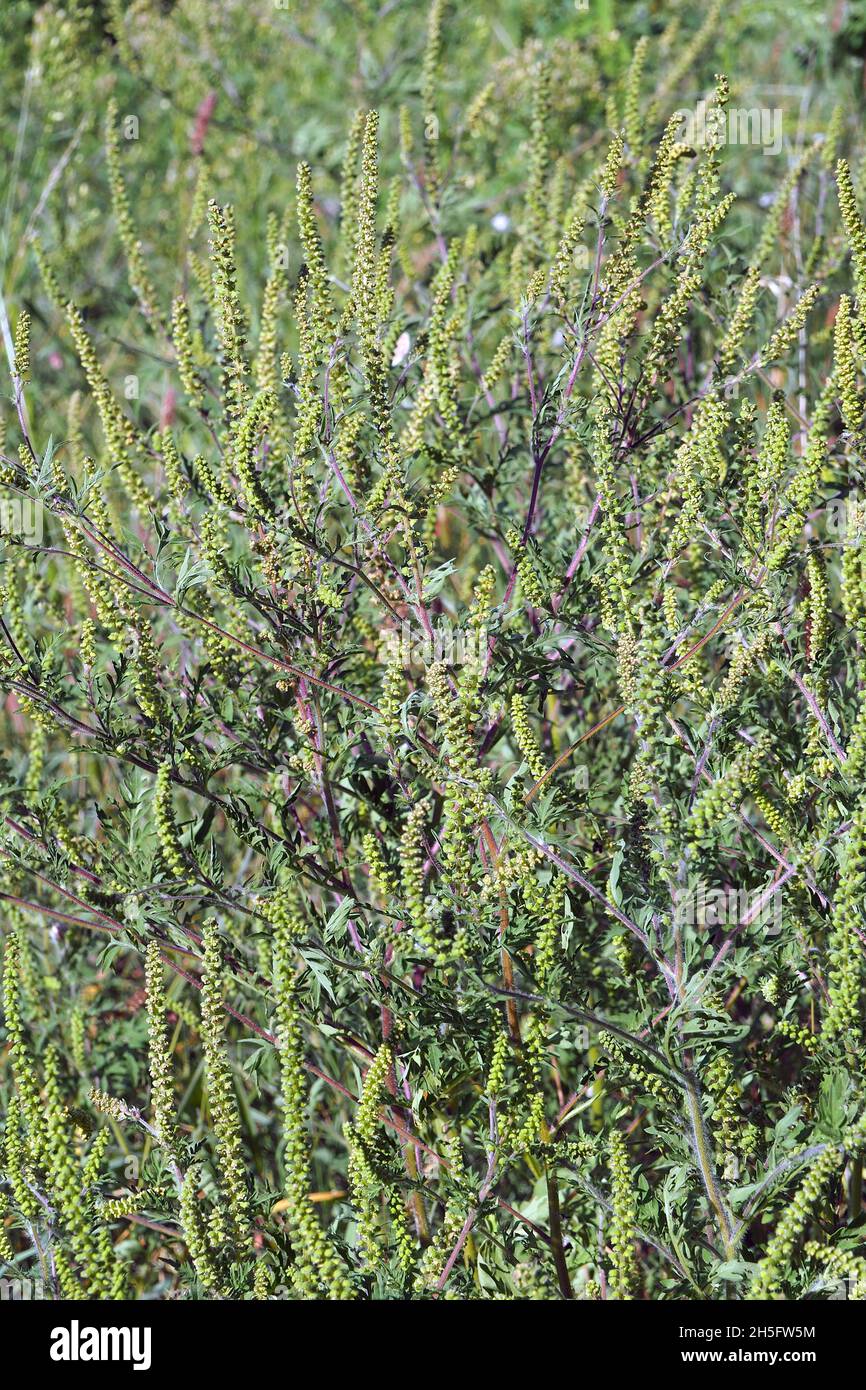 common ragweed, annual ragweed, low ragweed, Beifußblättrige ...