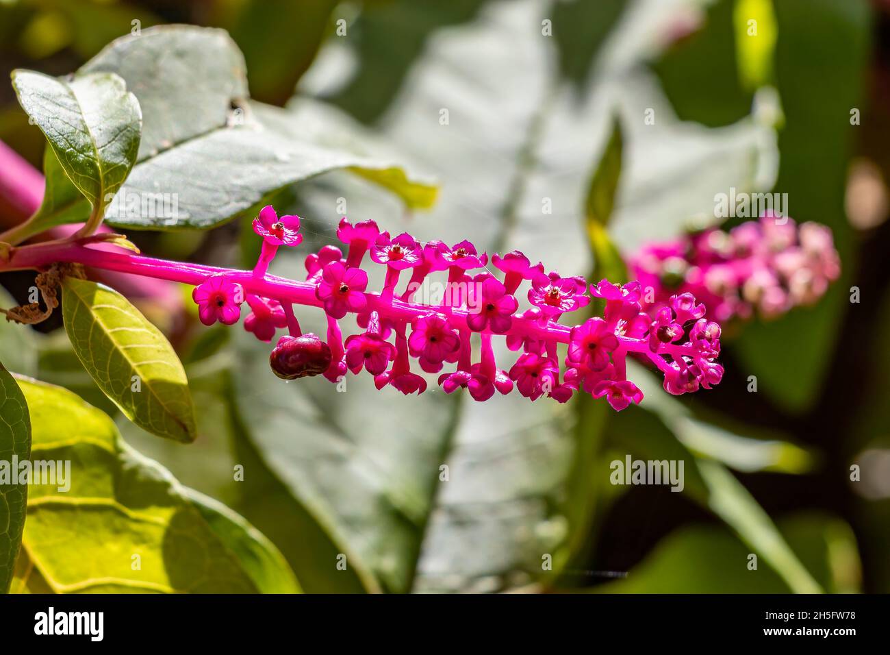 Phytolacca americana, also known as American pokeweed, pokeweed, poke ...