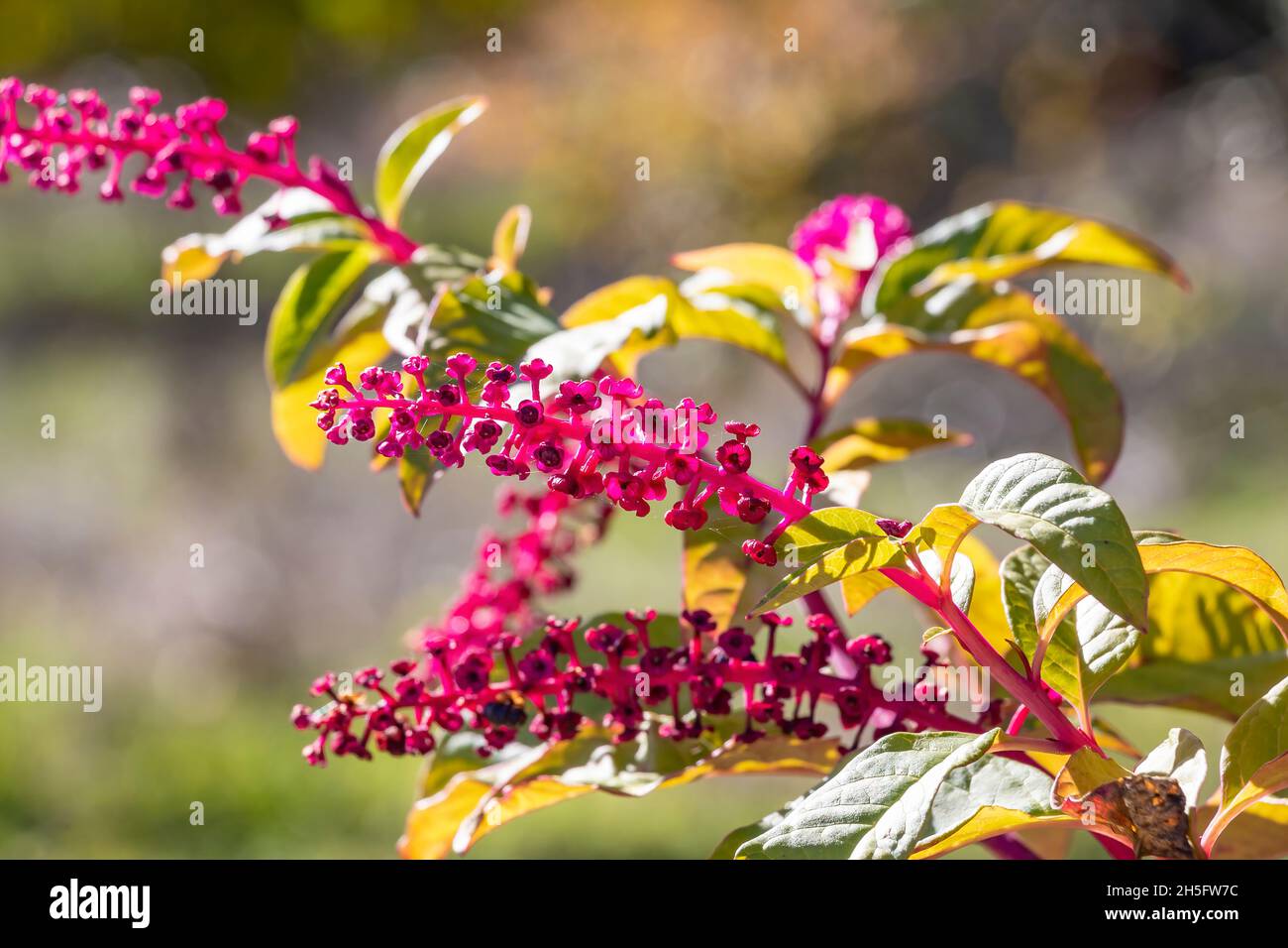 Phytolacca americana, also known as American pokeweed, pokeweed, poke ...