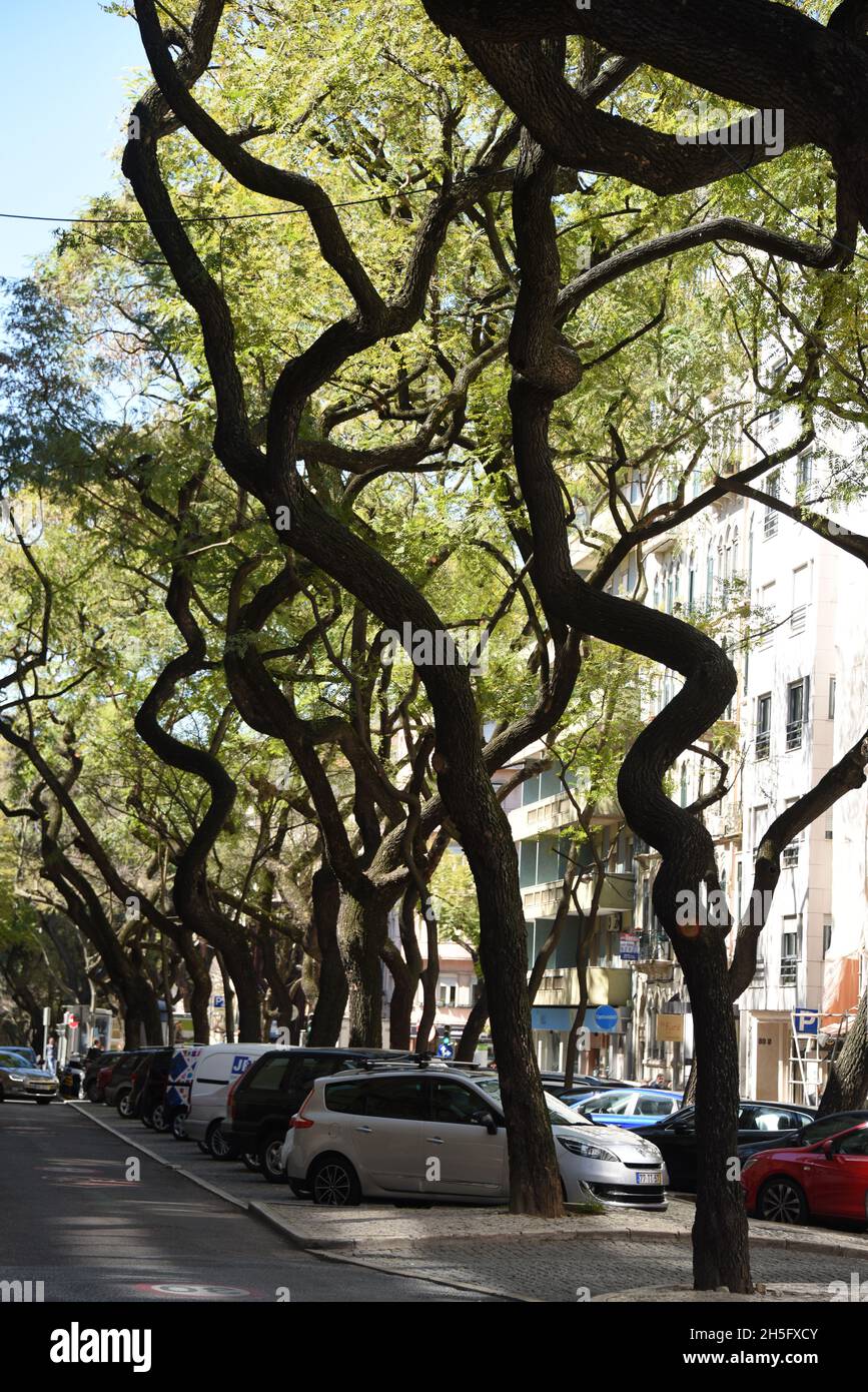 Beautiful tree-lined street in spring Stock Photo - Alamy