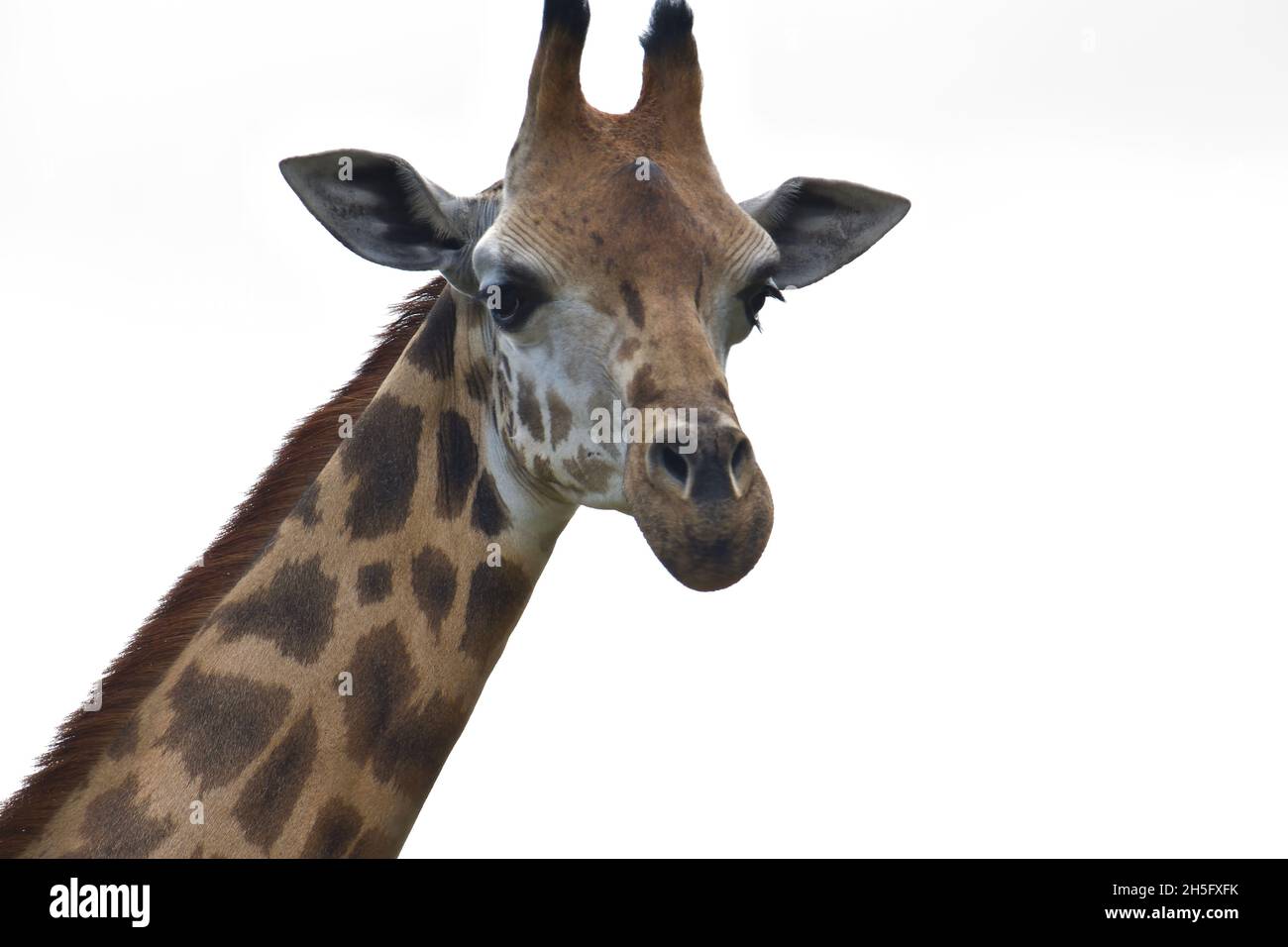 Beautiful giraffe against the white sky Stock Photo - Alamy