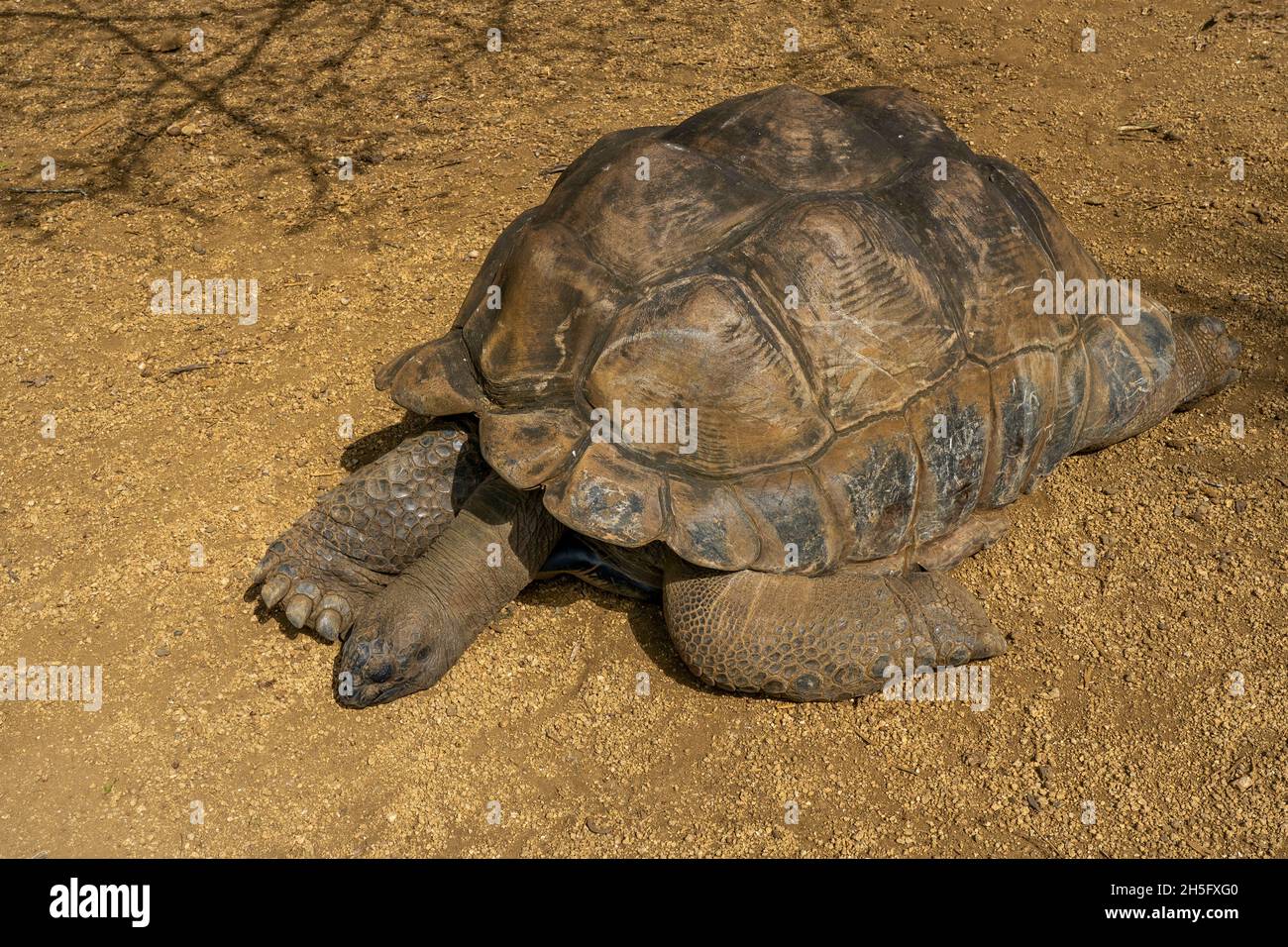 A giant Mauritius turtle, Mauritius islands, South Africa. High quality ...
