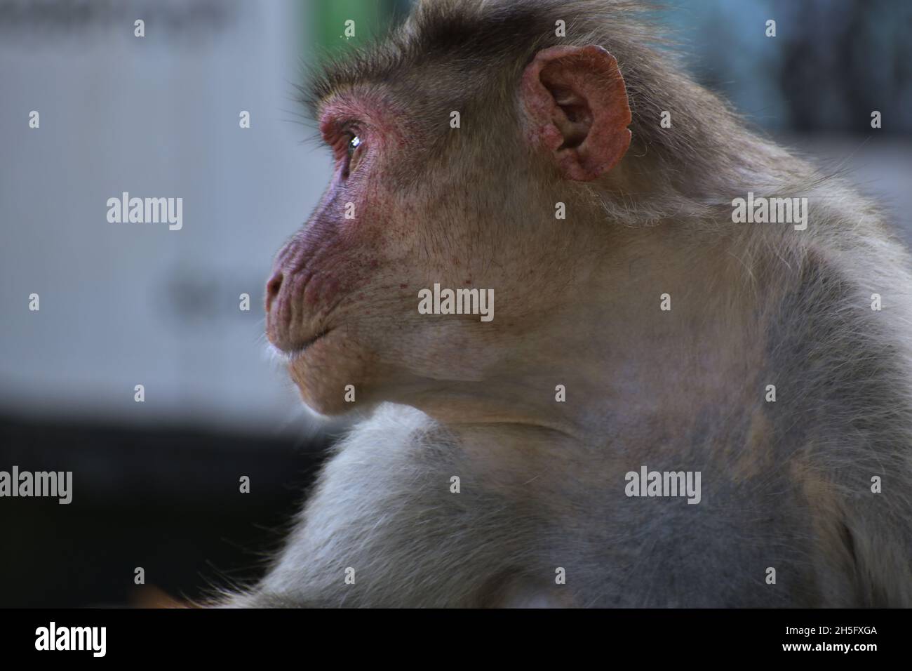 Cute macaque on a blurred background Stock Photo - Alamy