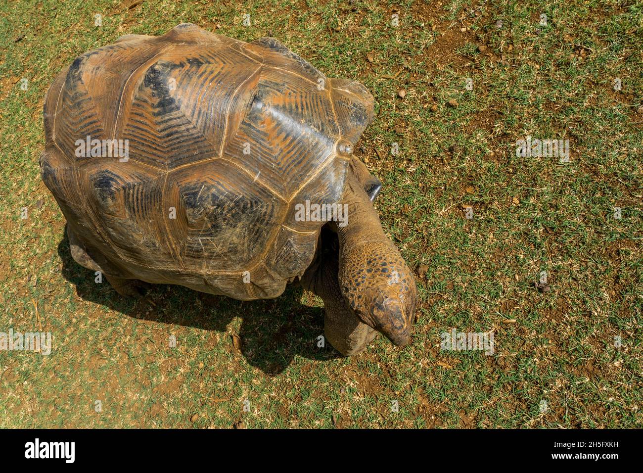 A giant Mauritius turtle, Mauritius islands, South Africa. High quality ...