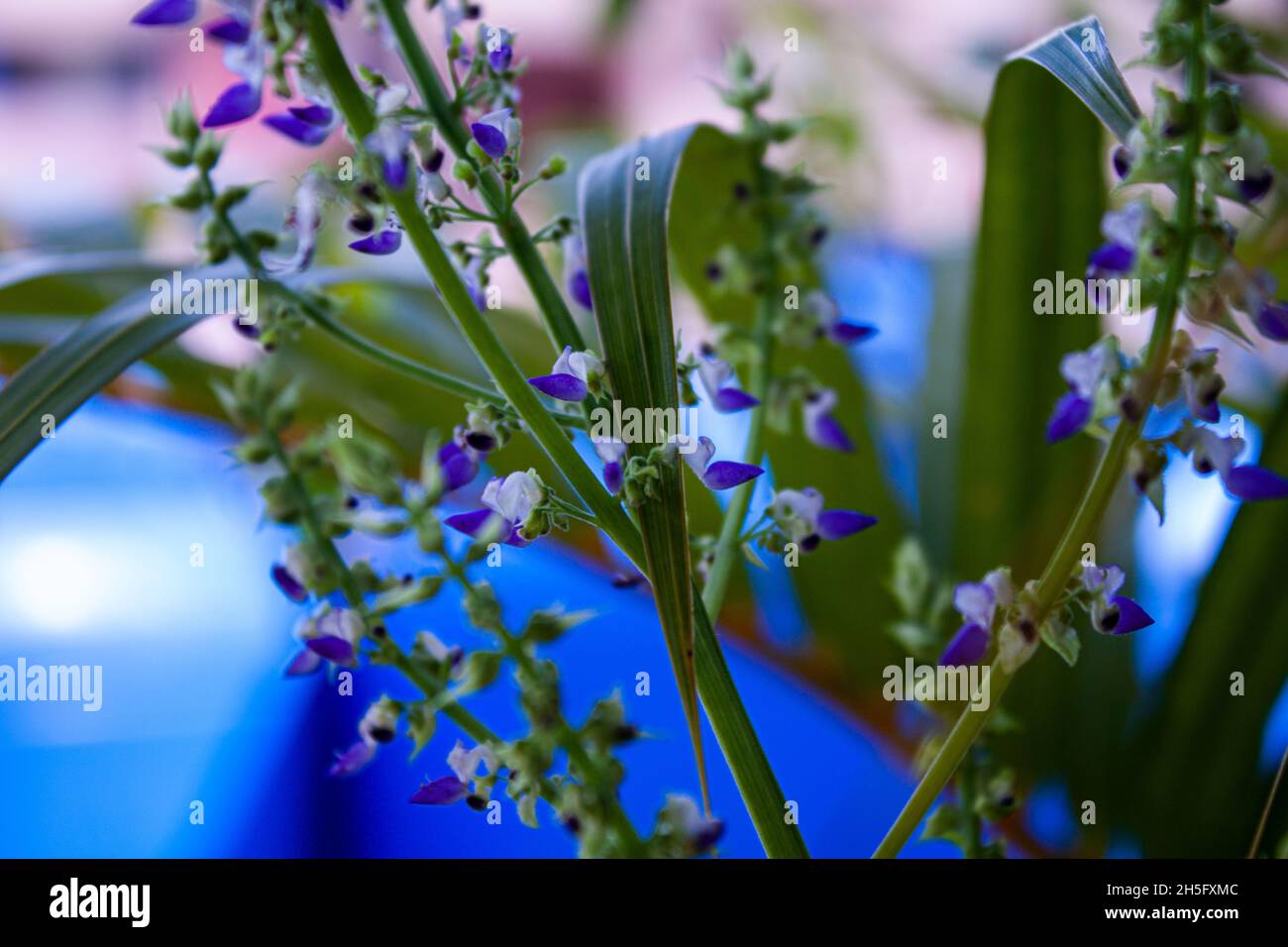violet coleus flowers Stock Photo - Alamy