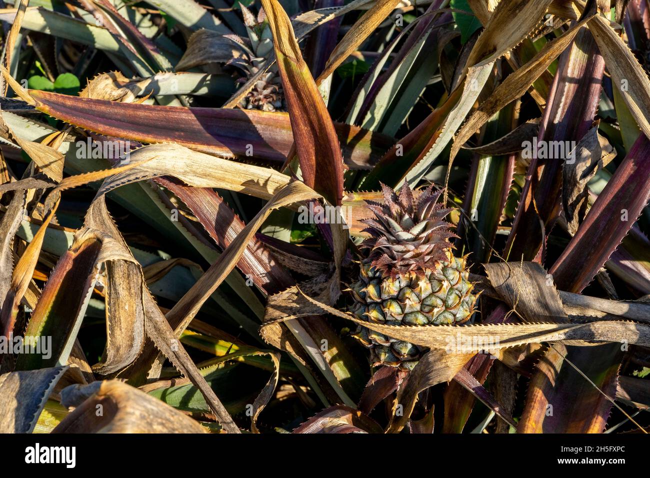 Growing pineapples on plantation field, macro close up. High quality ...