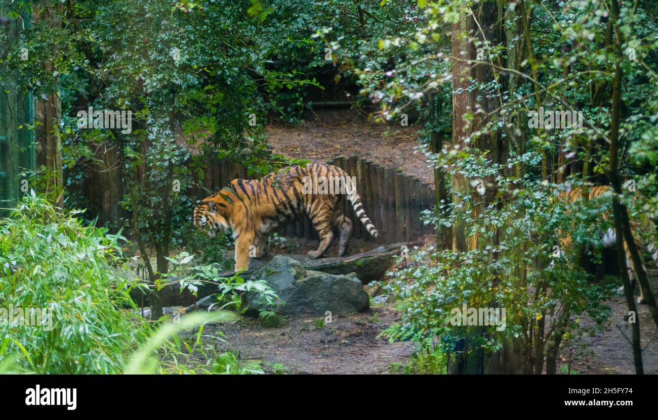 Stripped hunter tiger in the forest with green trees and plants leaves ...