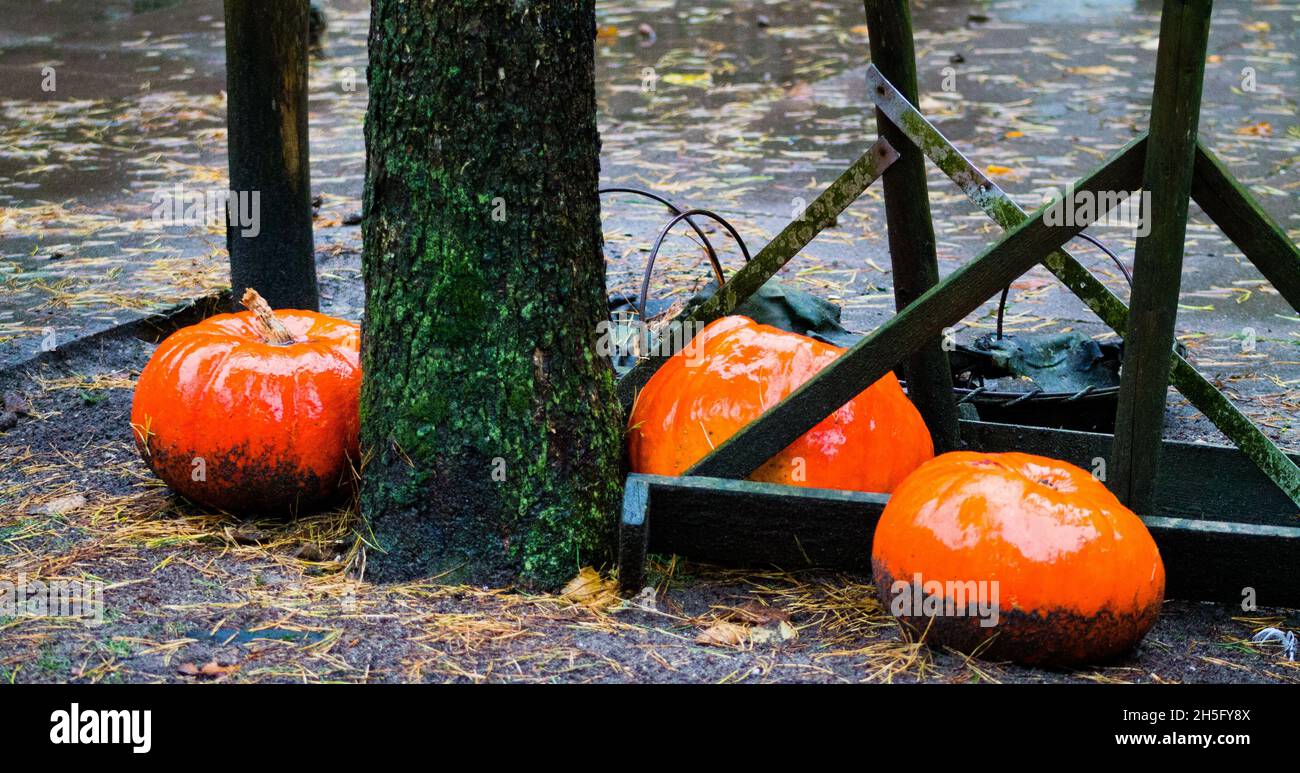 Close up of orange pumpkins on the ground near a green tree trunk in ...