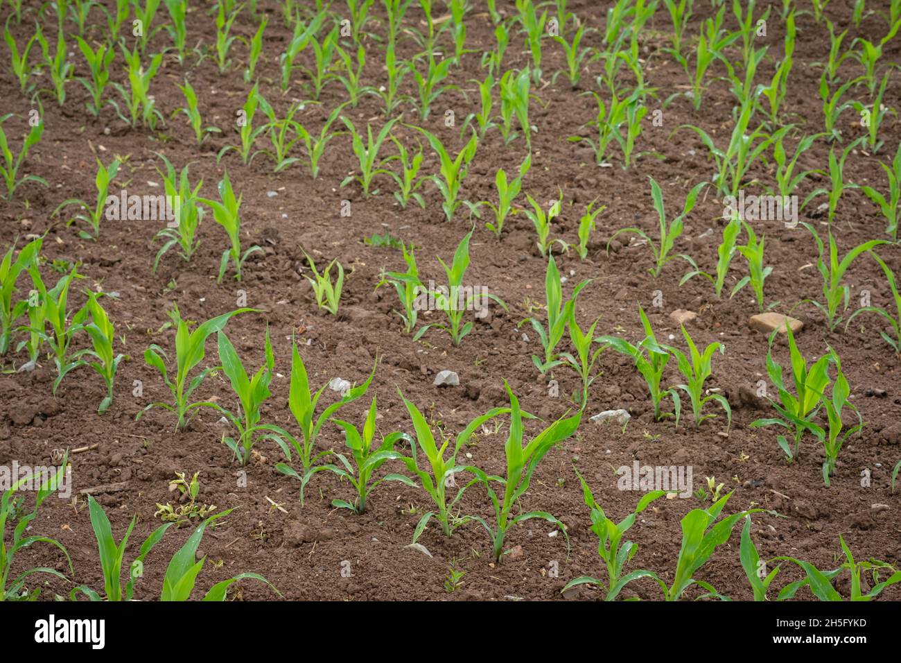 Beautiful shot of the ground of a green field with young corn plants ...