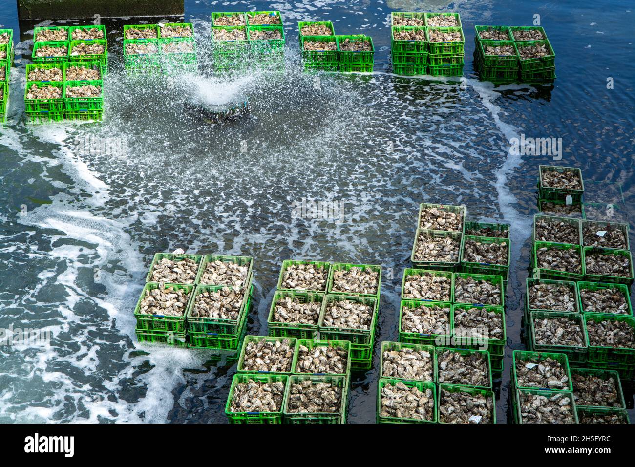 Oysters growing systems, keeping oysters in concrete oyster pits, where ...