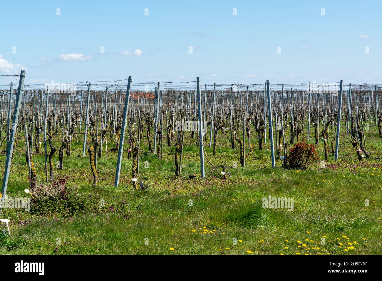 White and rose wines production on Dutch vineyards, rows of grape ...